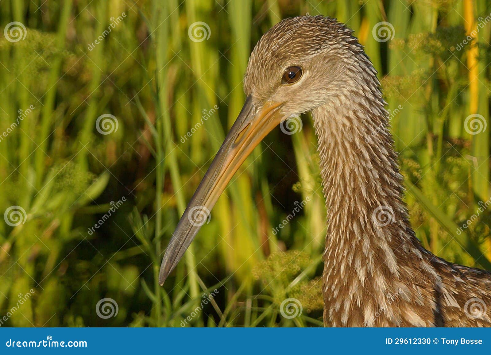 Limpkin stock photo. Image of fauna, waterbird, limpkin - 29612330