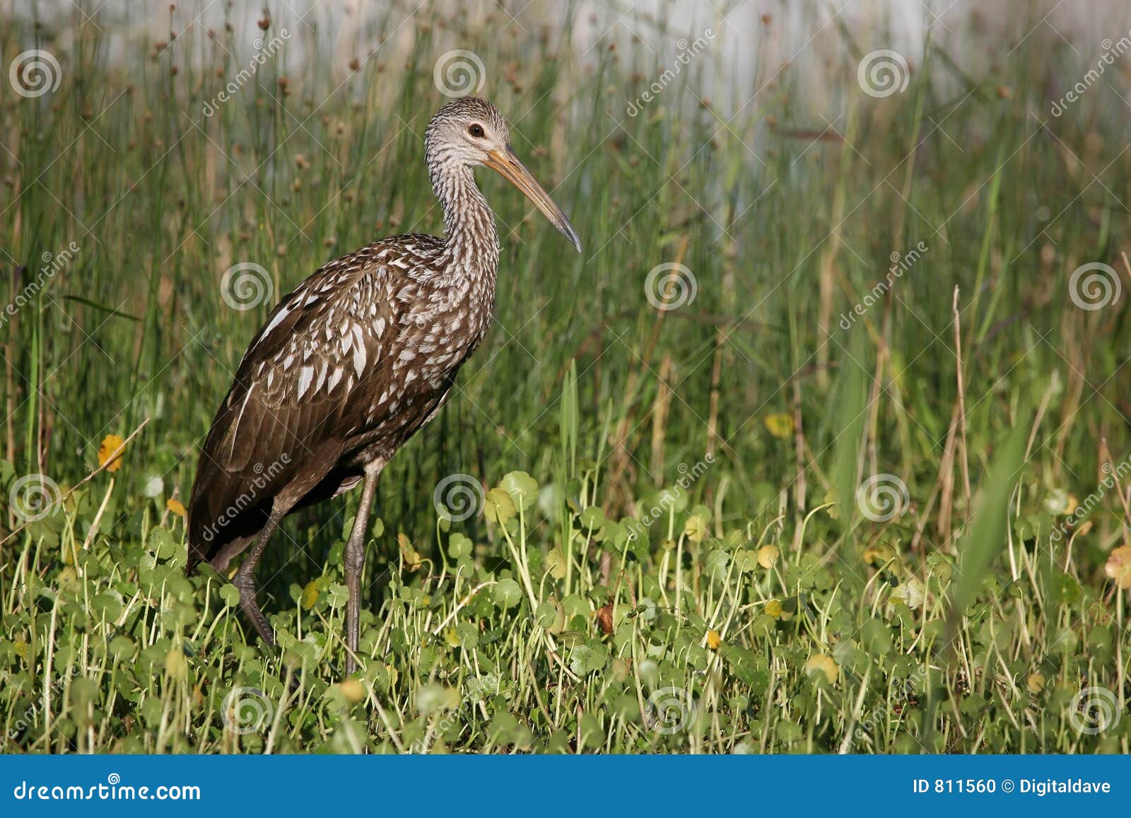 Limpkin stock photo. Image of nature, birds, brown, aramus - 811560