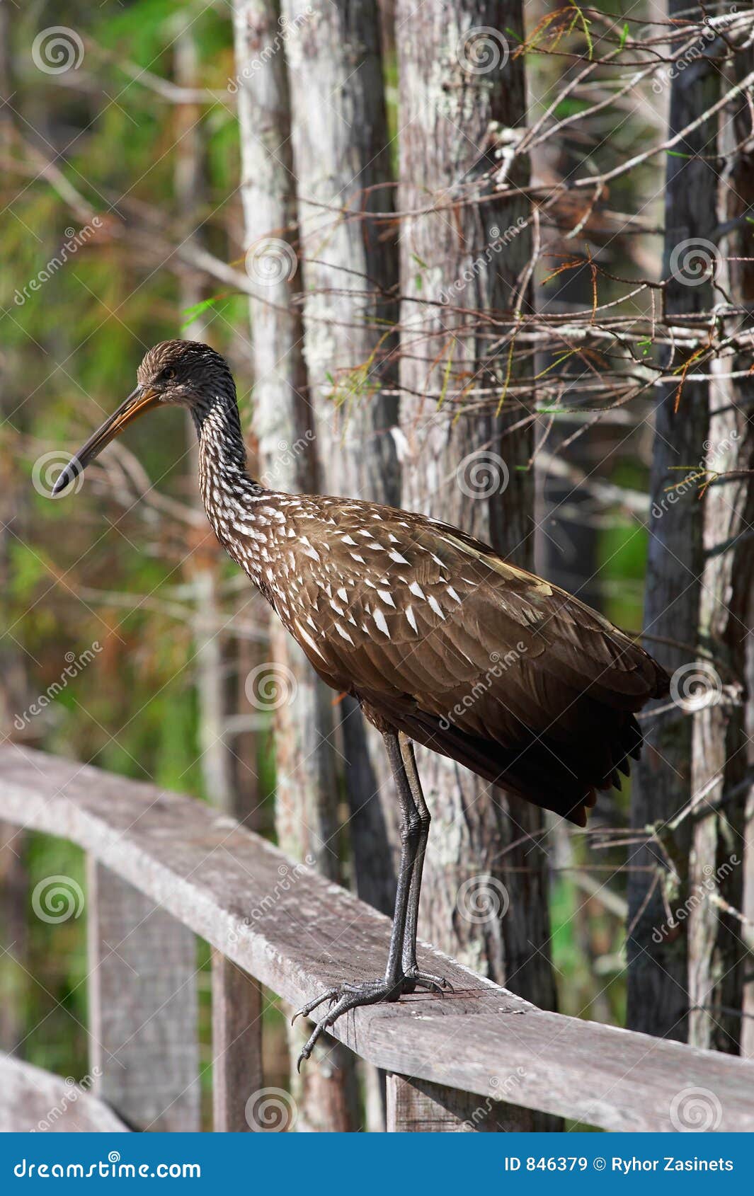 Limpkin stock image. Image of nature, birds, wildlife, stripe - 846379