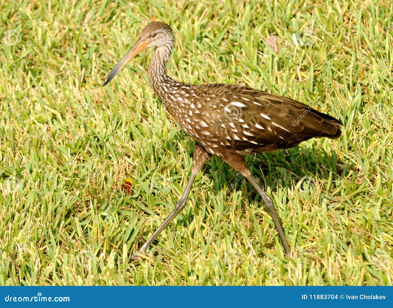 Limpkin (Aramus guarauna) stock photo. Image of wildlife - 11883704