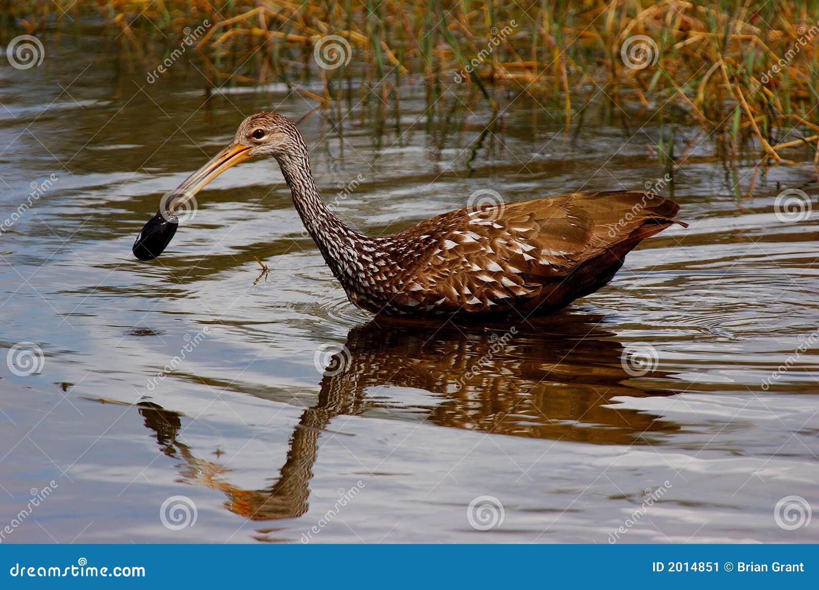 Limpkin - Aramus Guarauna stock afbeelding. Image of gras - 2014851