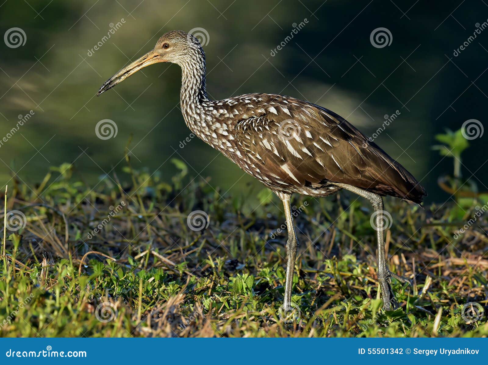 Limpkin (Aramus-guarauna) stock foto. Image of voeding - 55501342