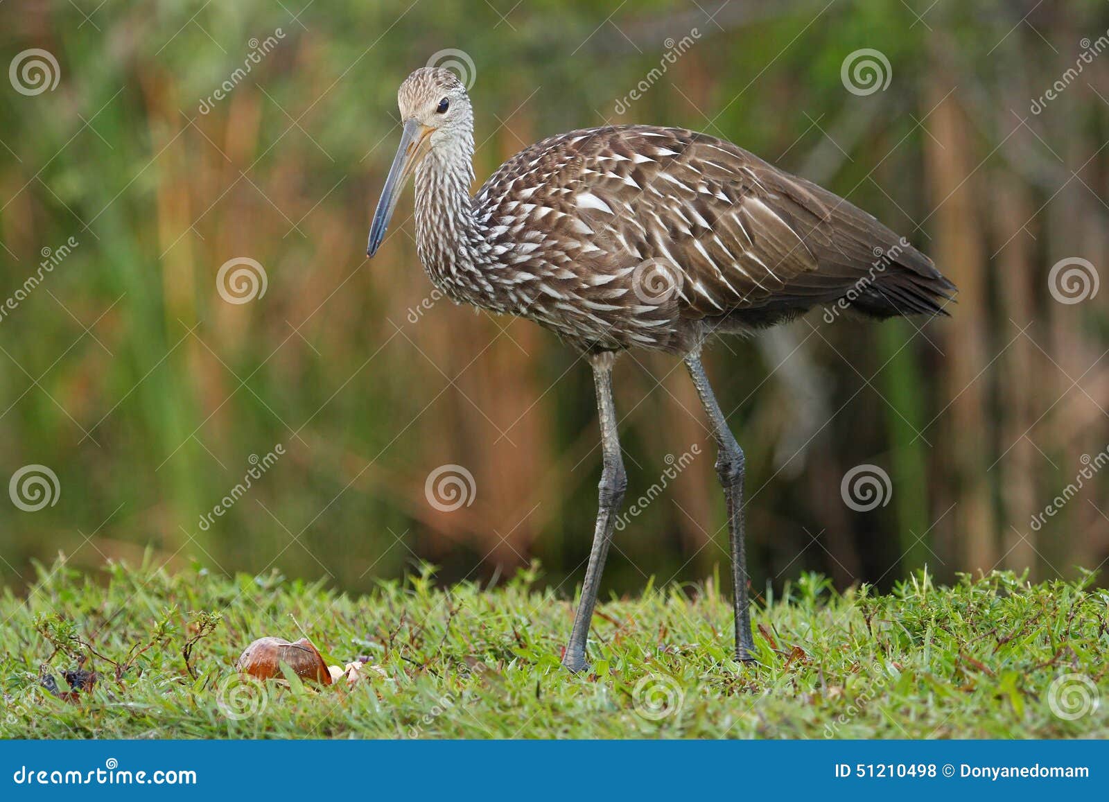 Limpkin (Aramus guarauna) stock photo. Image of refuge - 51210498