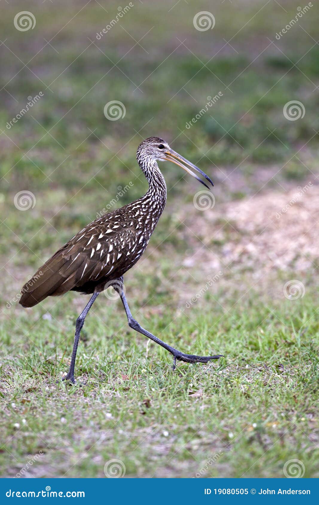 Limpkin bird stock image. Image of flight, nature, plumage - 19080505