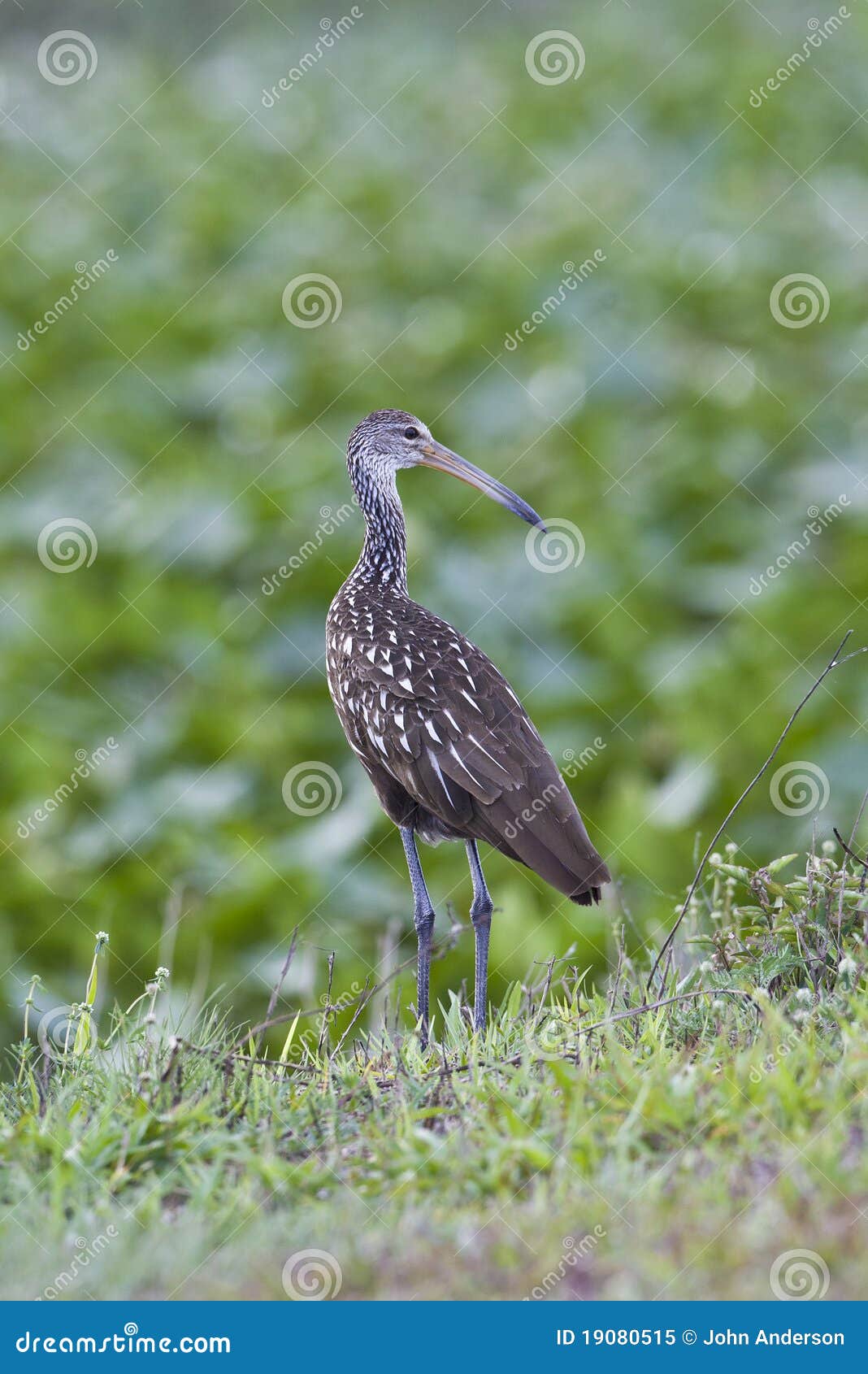 Limpkin bird stock image. Image of everglades, feathers - 19080515
