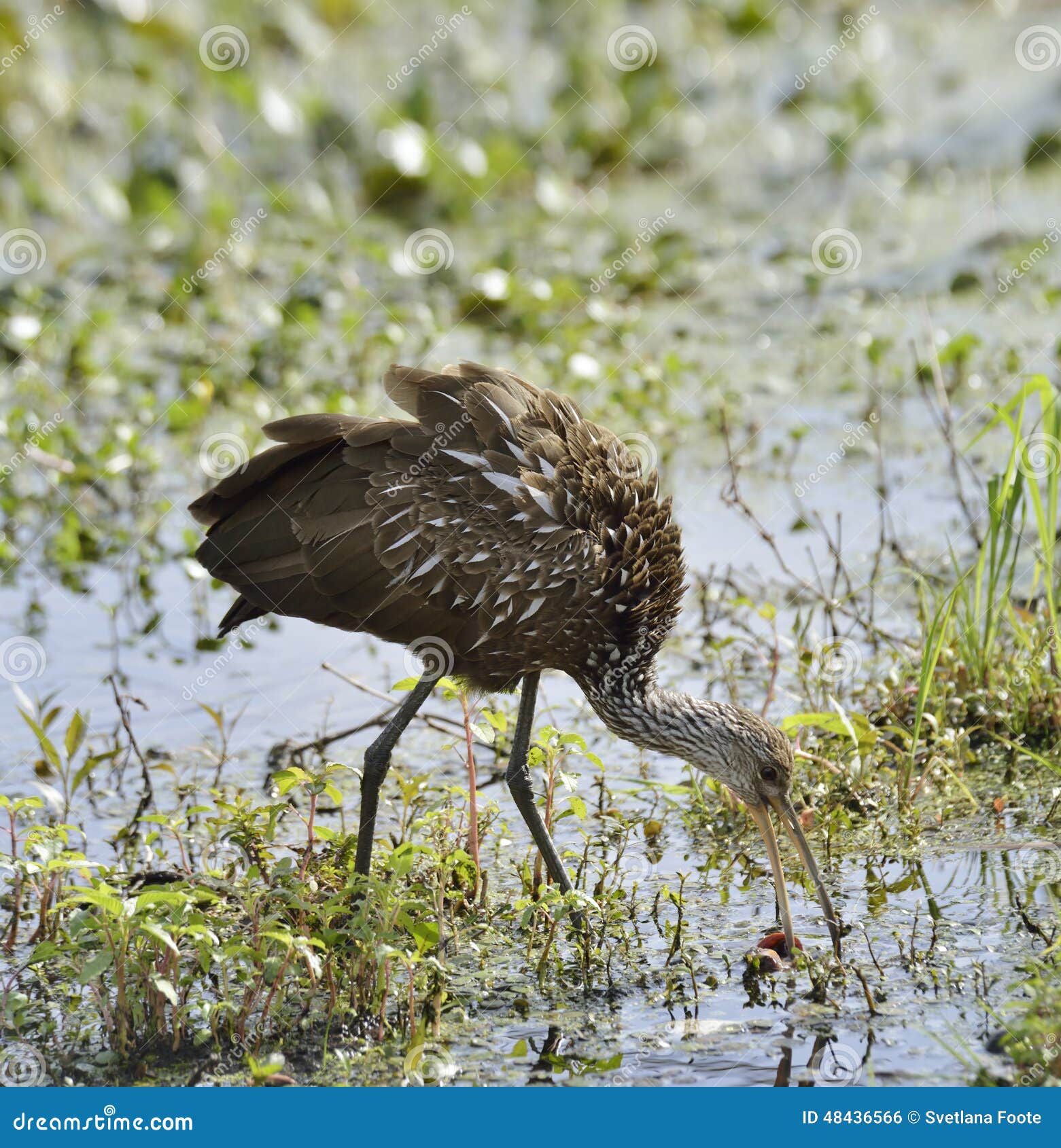 Limpkin Bird stock photo. Image of shell, grass, limpkin - 48436566