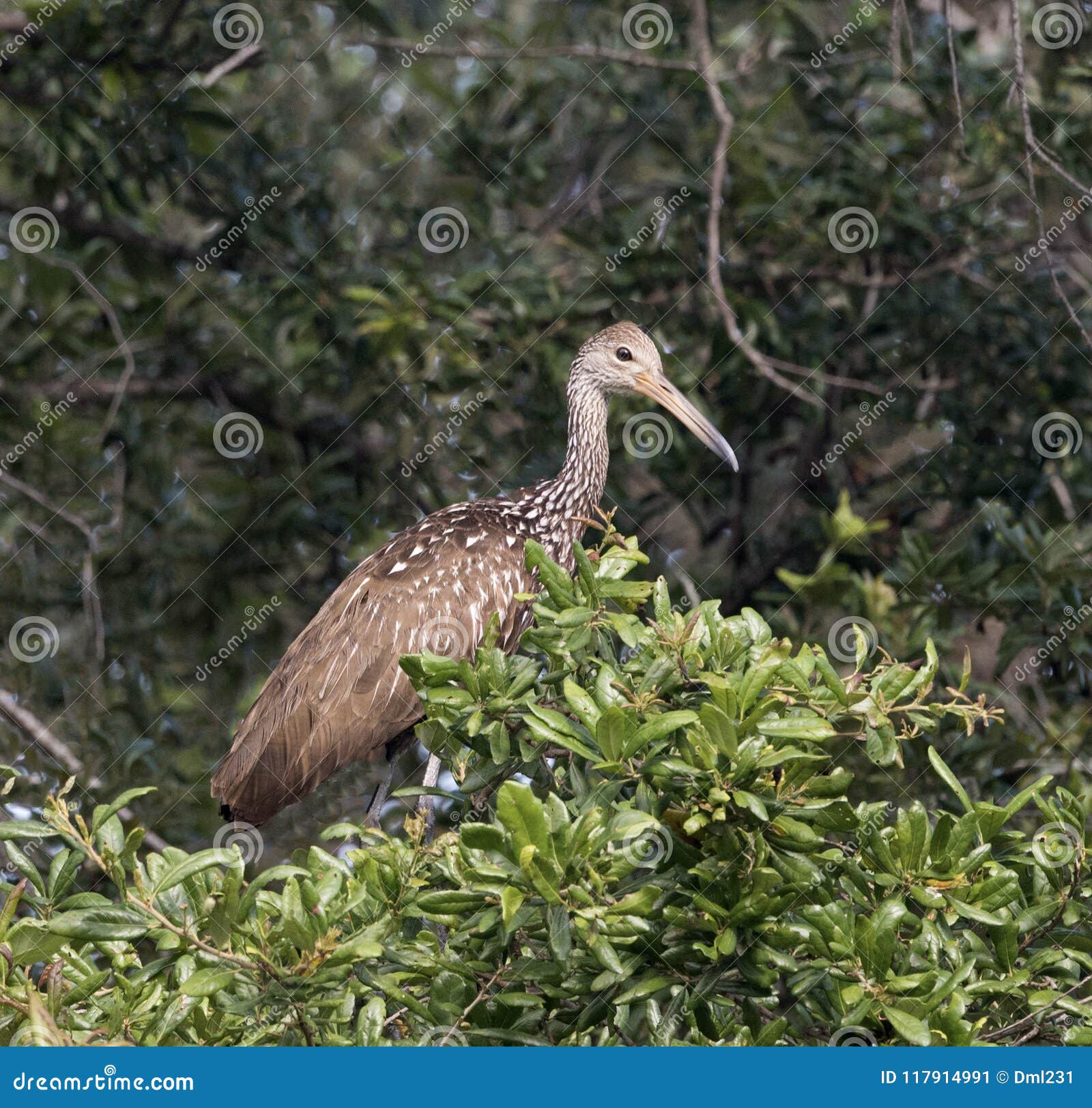 Limpkin Bird Perched in Tree Stock Image - Image of green, outdoor ...