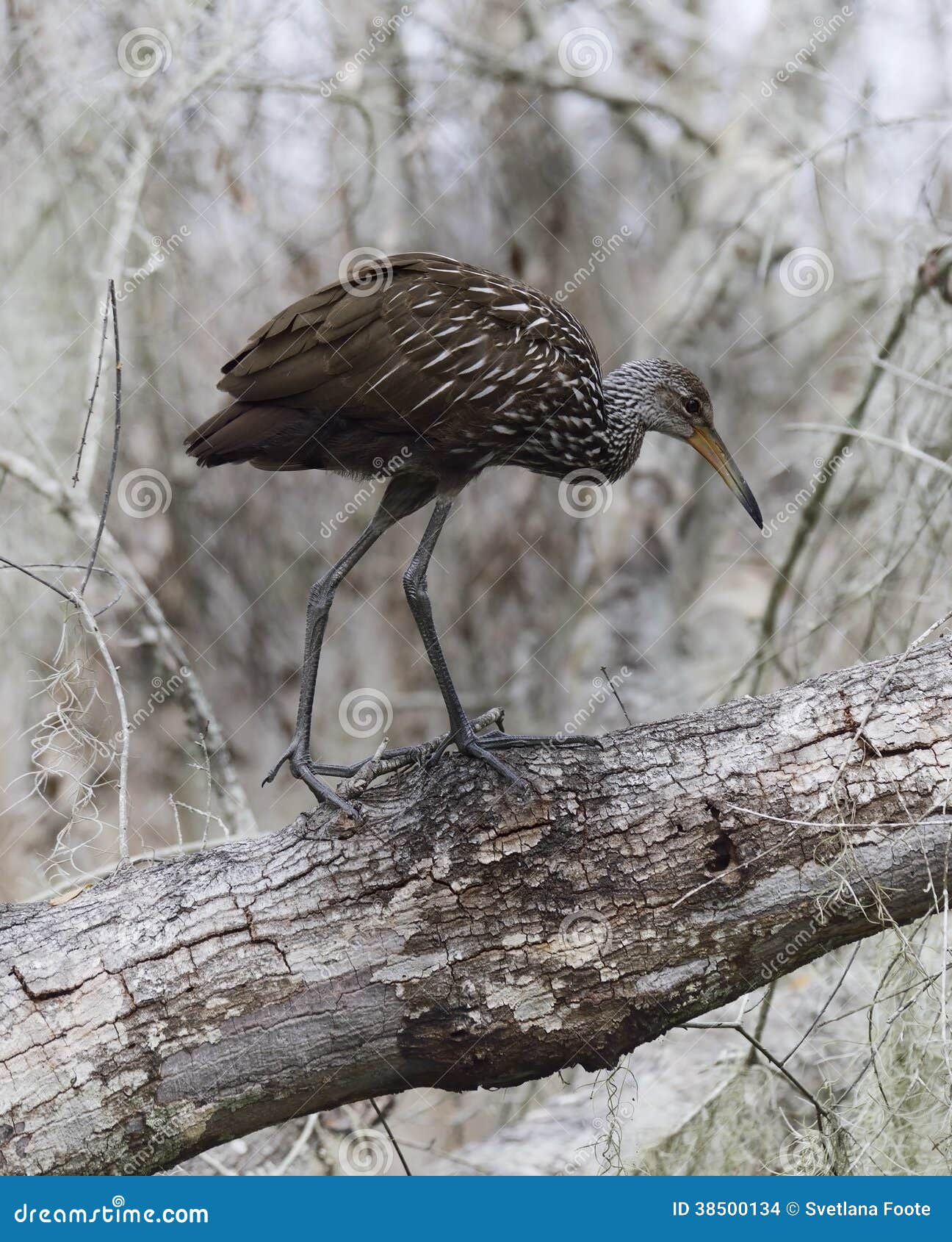 Limpkin Bird stock photo. Image of brown, waterbird, limpkin - 38500134
