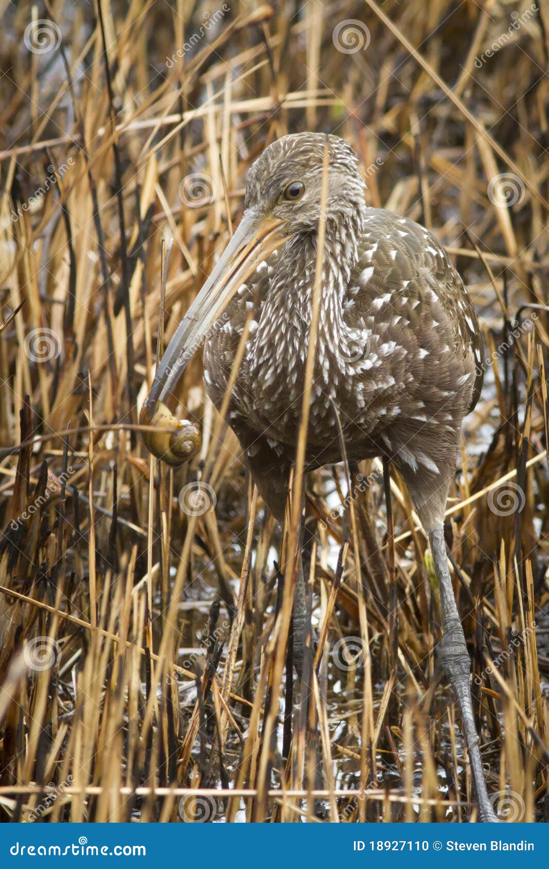 Limpkin Con La Lumaca Della Mela Fotografia Stock - Immagine di mela ...
