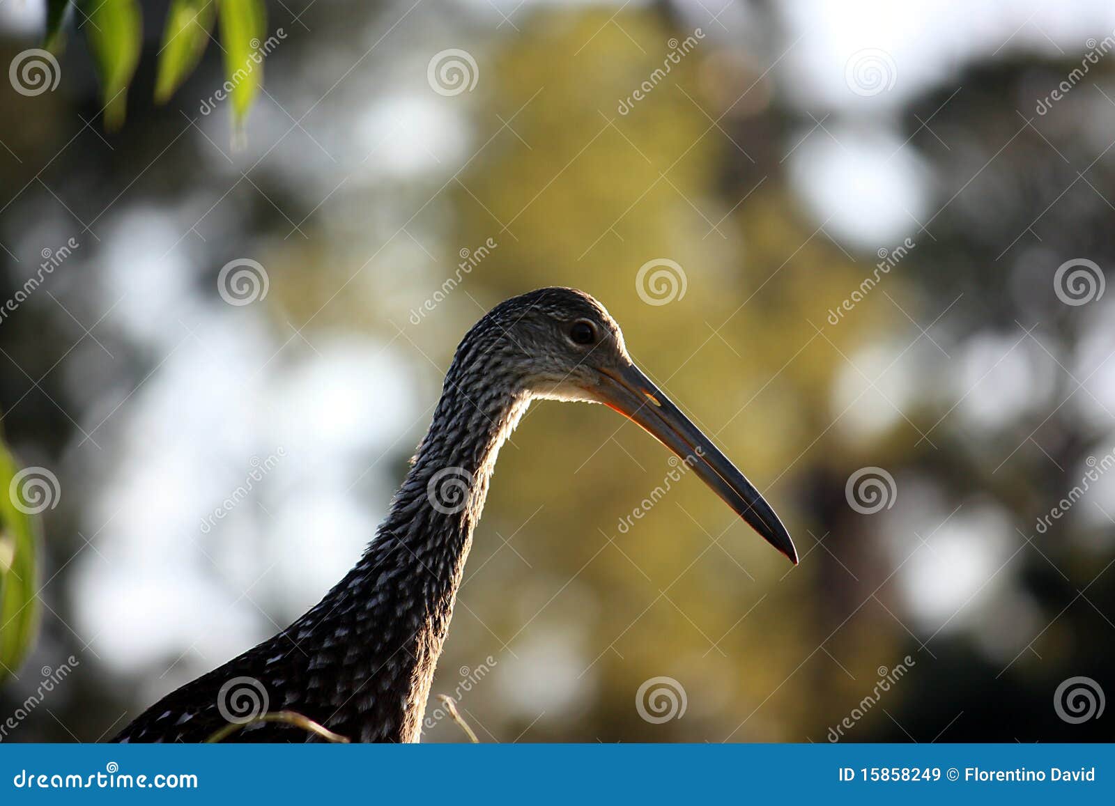 A Limpkin or Crying Bird, Aramus Guarauna Stock Image - Image of ...