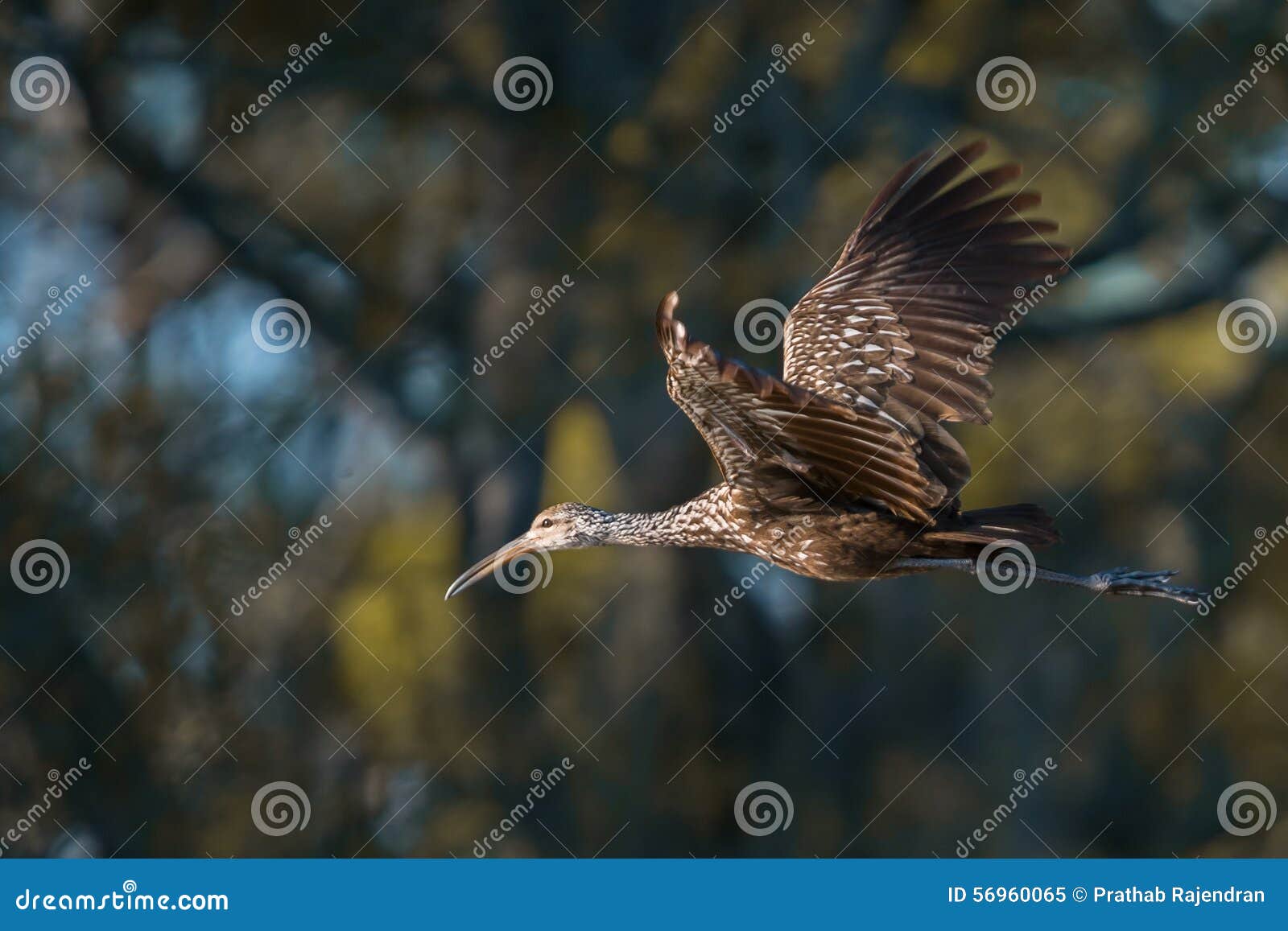 Limpkin in flight stock image. Image of color, good, green - 56960065