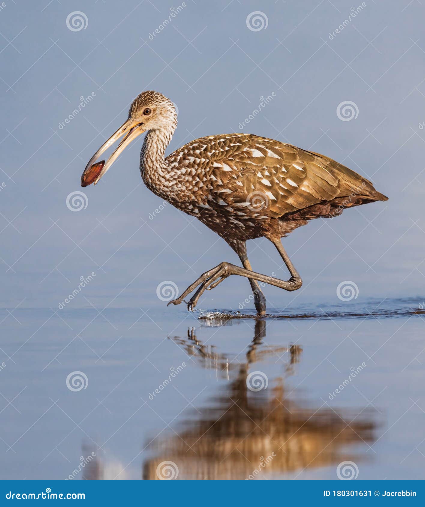 Limpkin Walking To Shore To Open His Mussel Stock Image - Image of ...