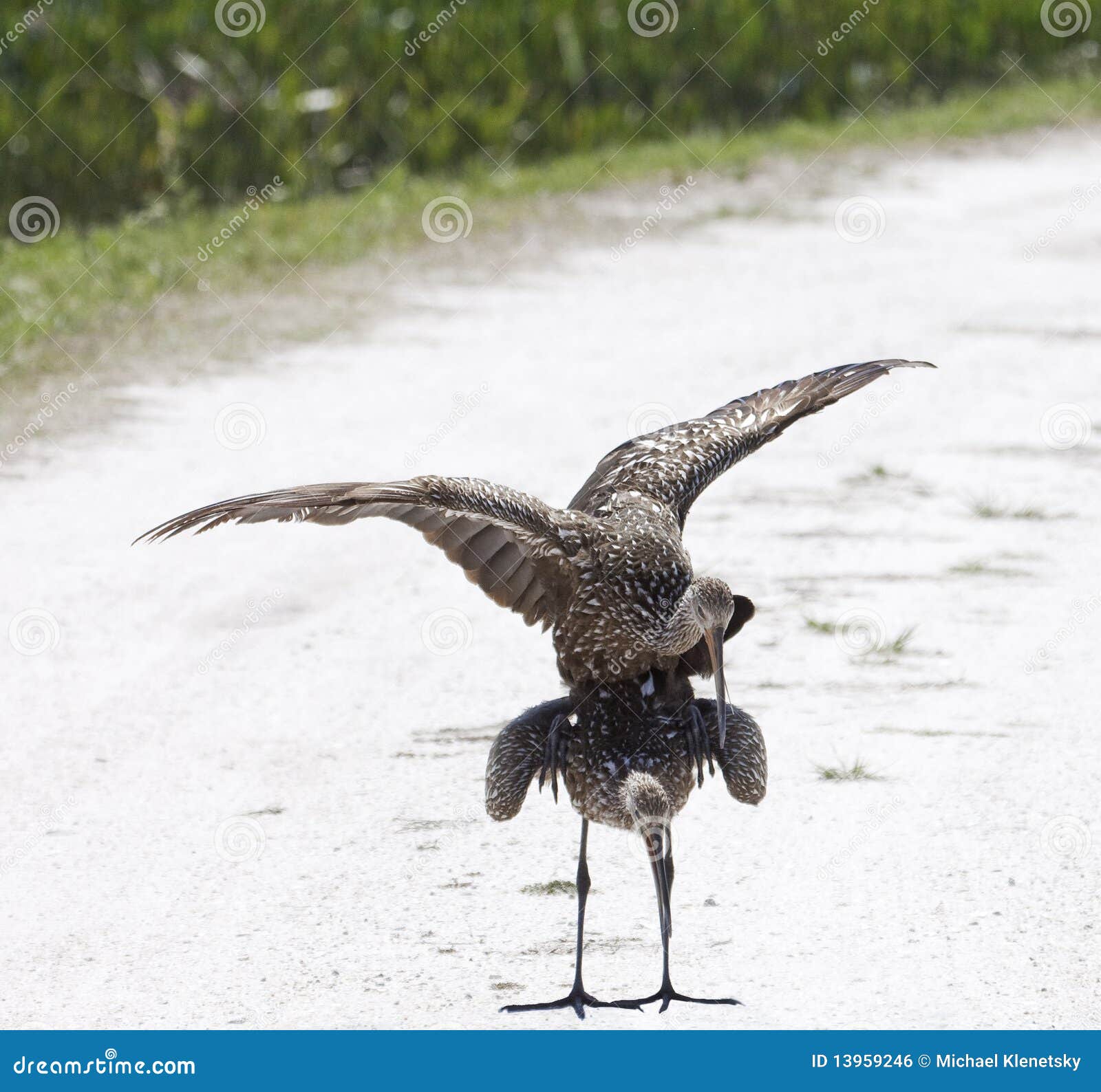 Limpkins Breeding stock photo. Image of mating, female - 13959246