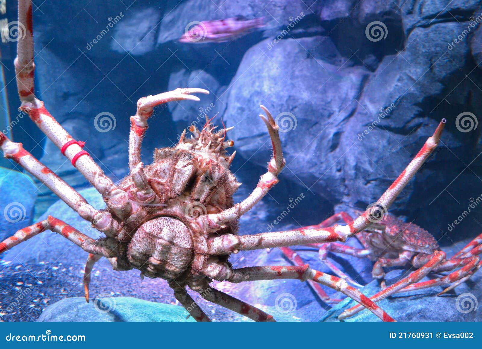 Limule d'Alaska image stock. Image du coque, alaska, poissons - 21760931