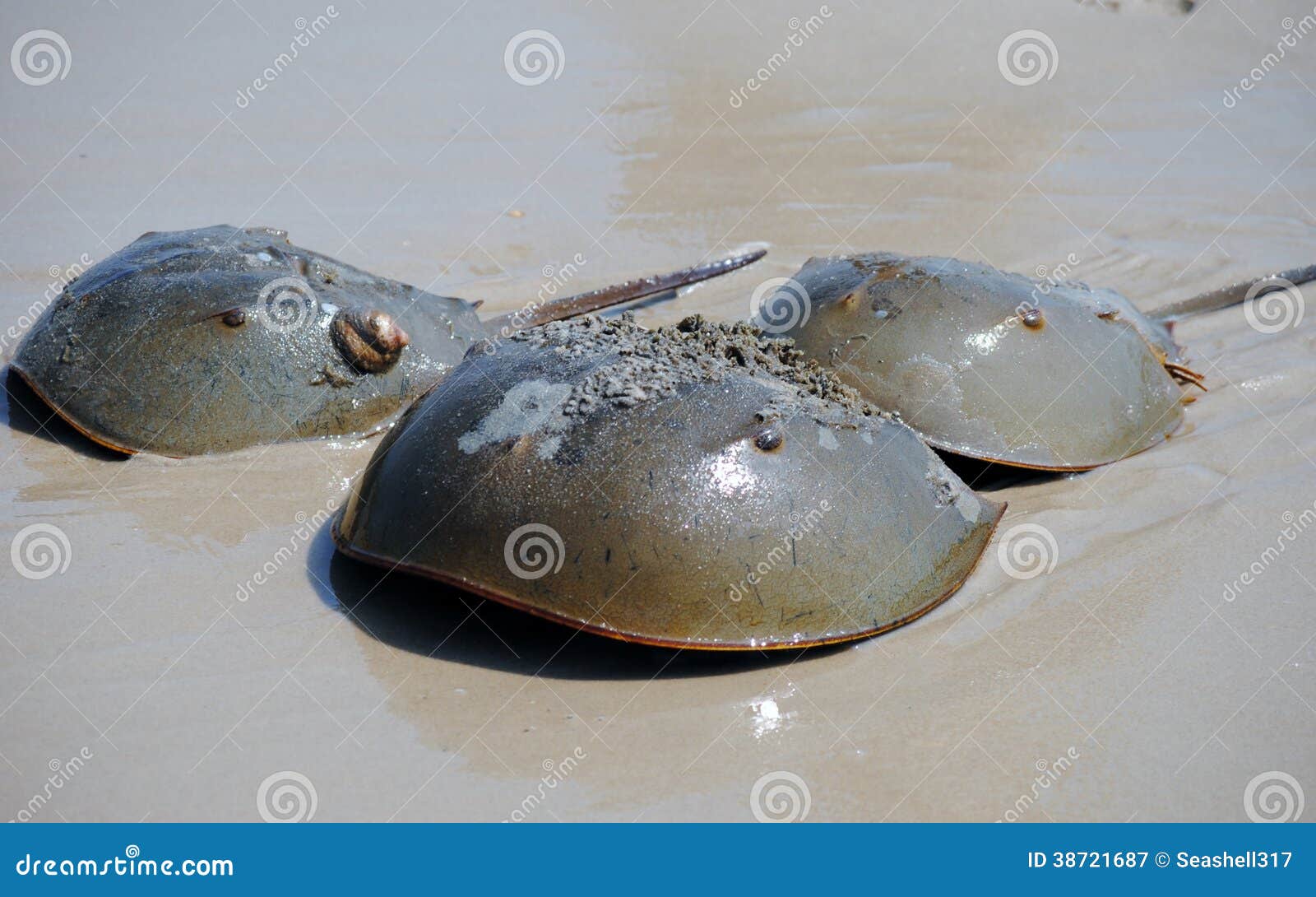 Limuli immagine stock. Immagine di spruzzo, impregnisi - 38721687