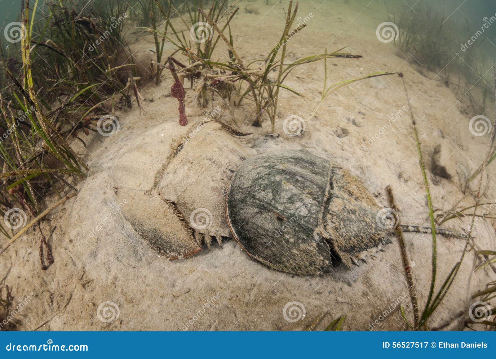 Limuli immagine stock. Immagine di ambiente, conservazione - 56527517