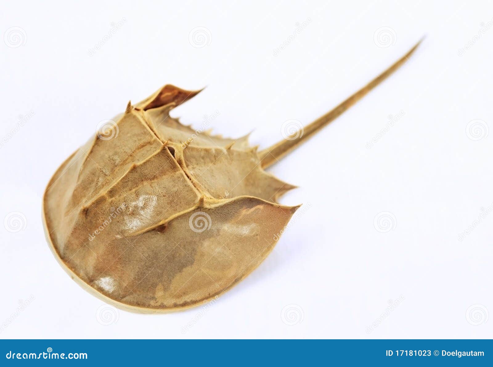 Limulo immagine stock. Immagine di biologia, litorale - 17181023