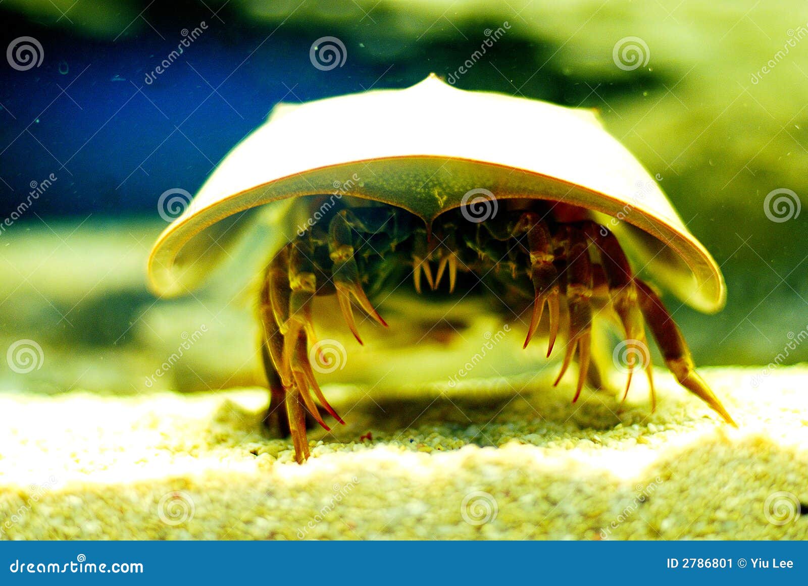 Limulo immagine stock. Immagine di horseshoe, animali - 2786801