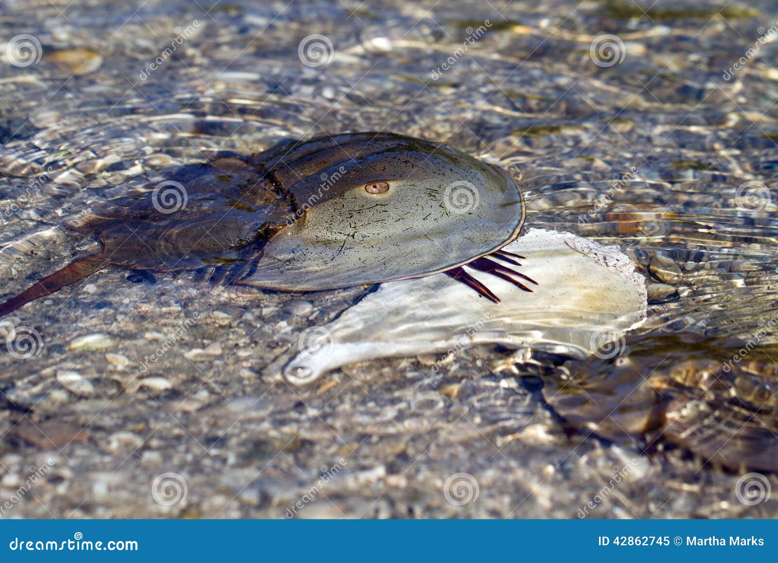 Limulo, limulus polyphemus immagine stock. Immagine di sudorientale ...
