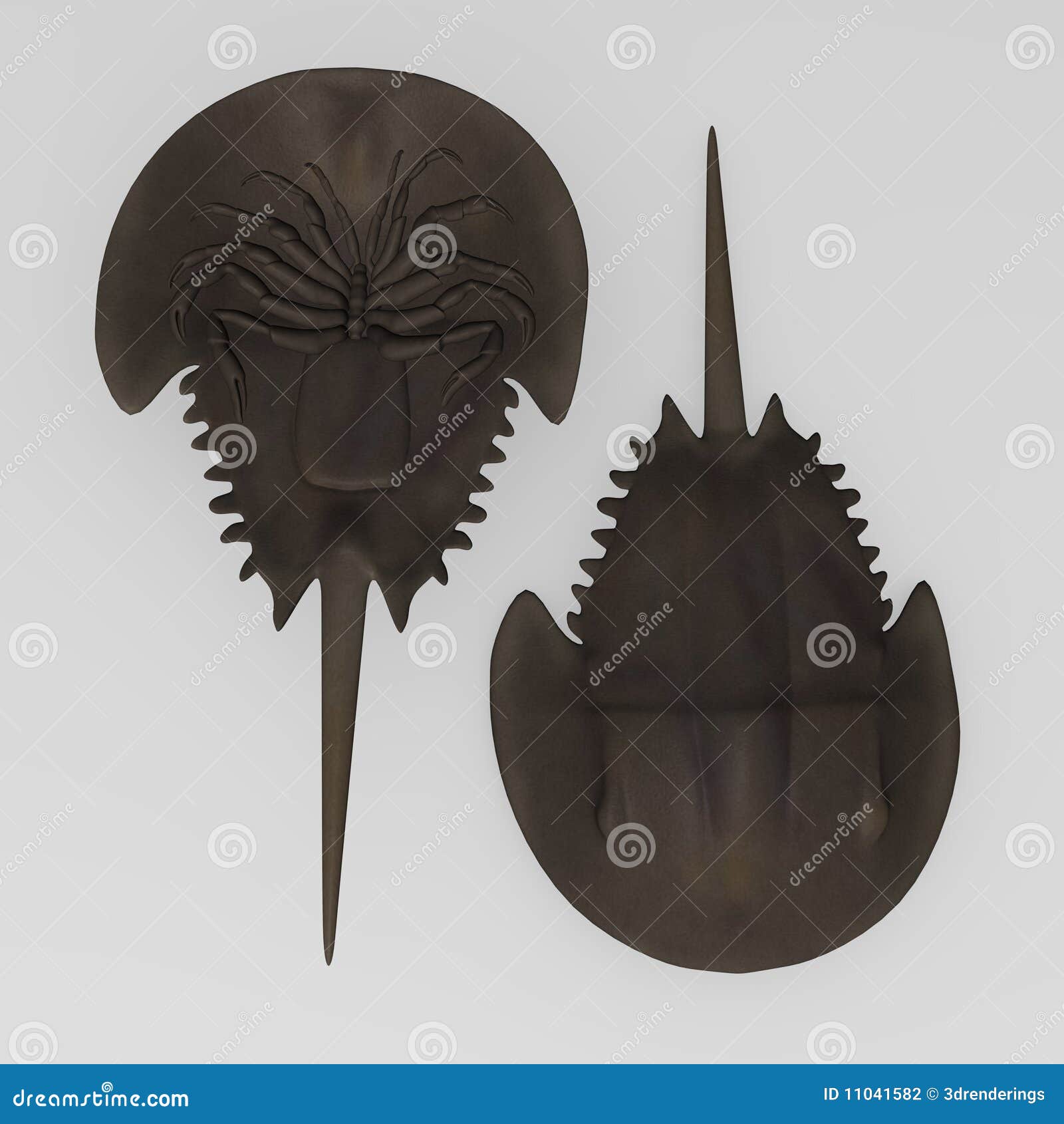 Horseshoe Limulus Polyphemus Stock Illustration | CartoonDealer.com ...