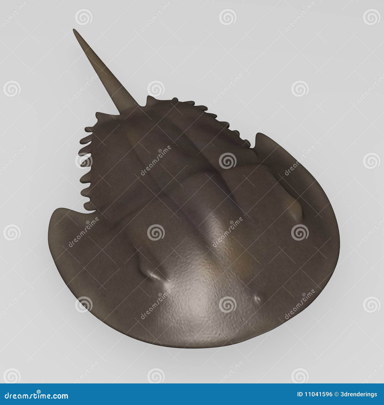 Limulus stock illustration. Illustration of ocean, piercer - 11041596