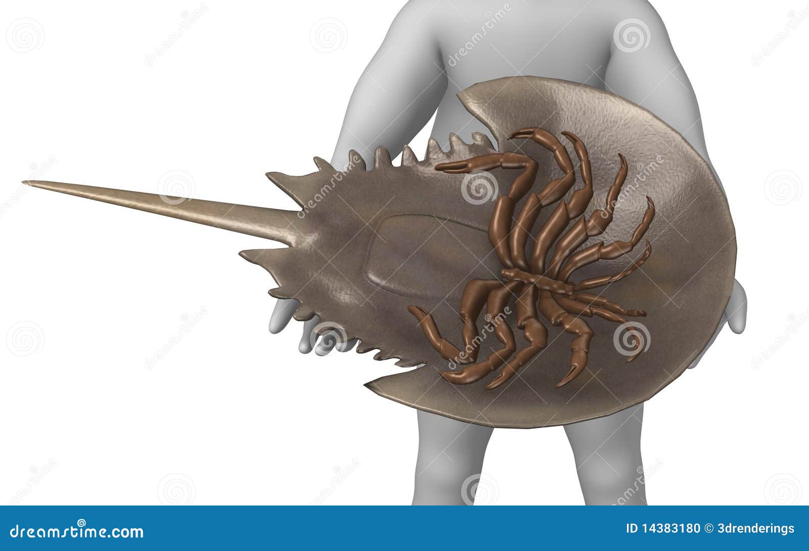 Horseshoe Limulus Polyphemus Stock Illustration | CartoonDealer.com ...