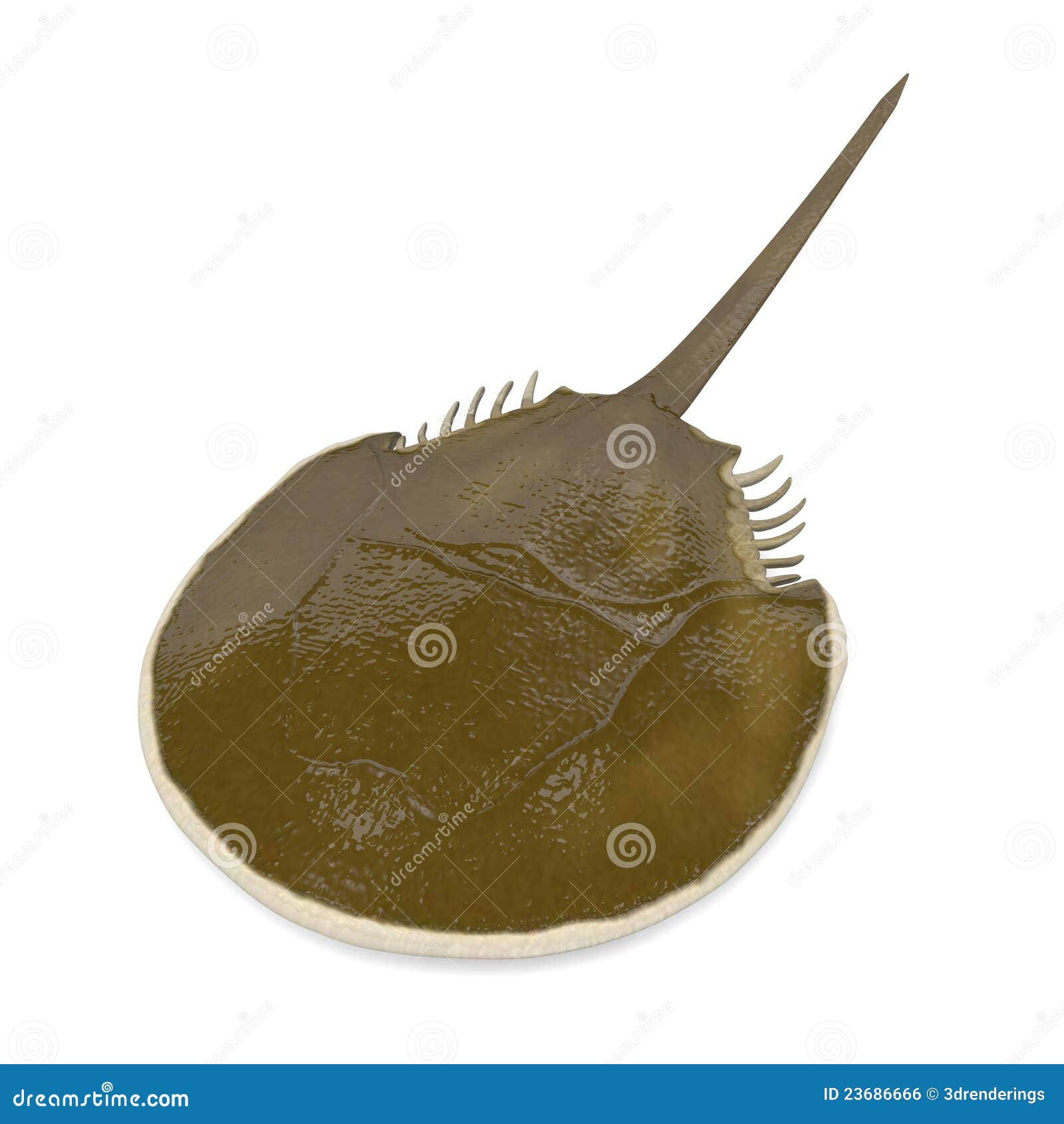 Horseshoe Limulus Polyphemus Stock Illustration | CartoonDealer.com ...