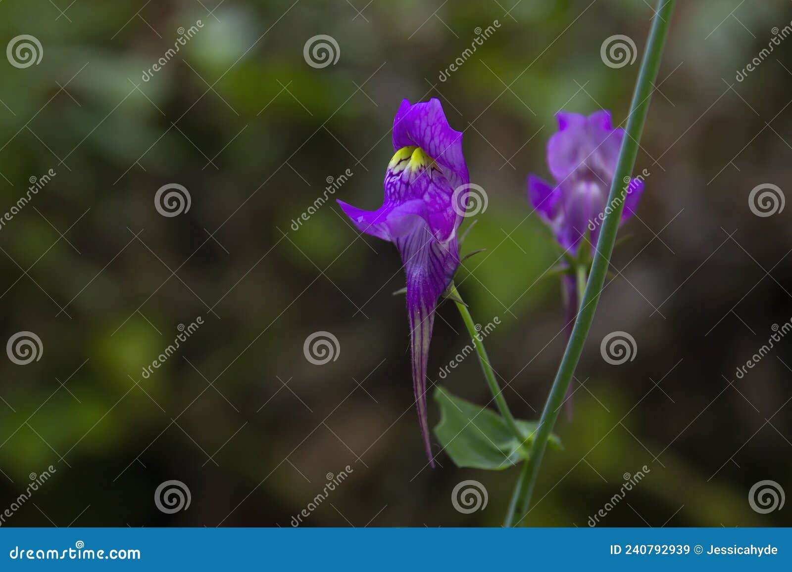 Linaria Triornithophora Purple Flowers Stock Image - Image of bird ...