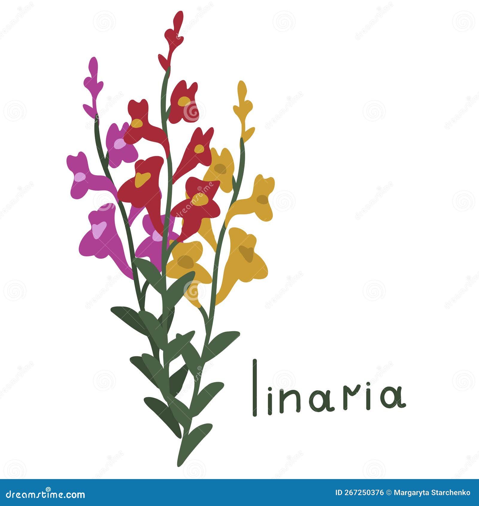 Yellow Toadflax, Or Butter-and-eggs Linaria Vulgaris , Medicinal Plant Cartoon Vector ...