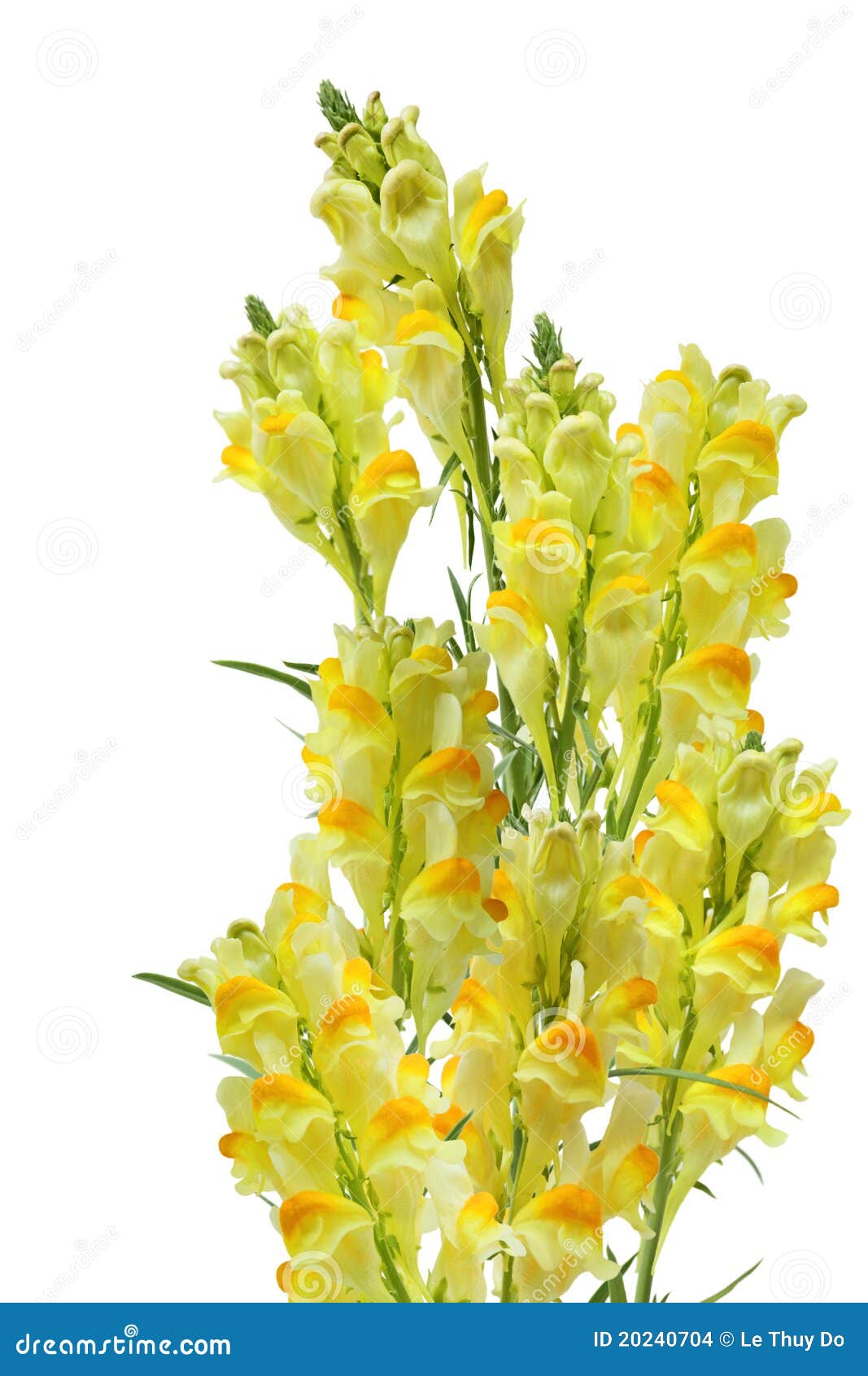 Linaria vulgaris stock photo. Image of flora, wild, vulgaris - 20240704