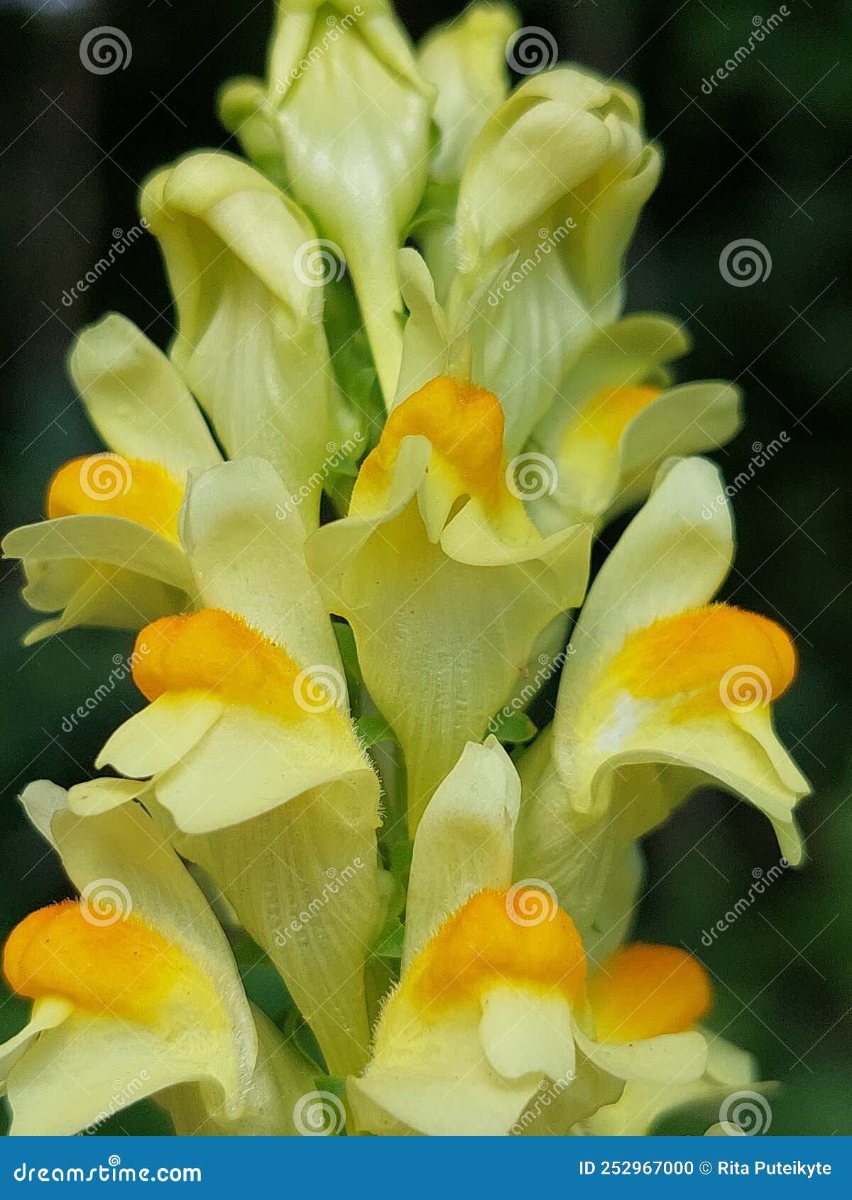 Linaria vulgaris stock photo. Image of haycocks, flaxweed - 252967000