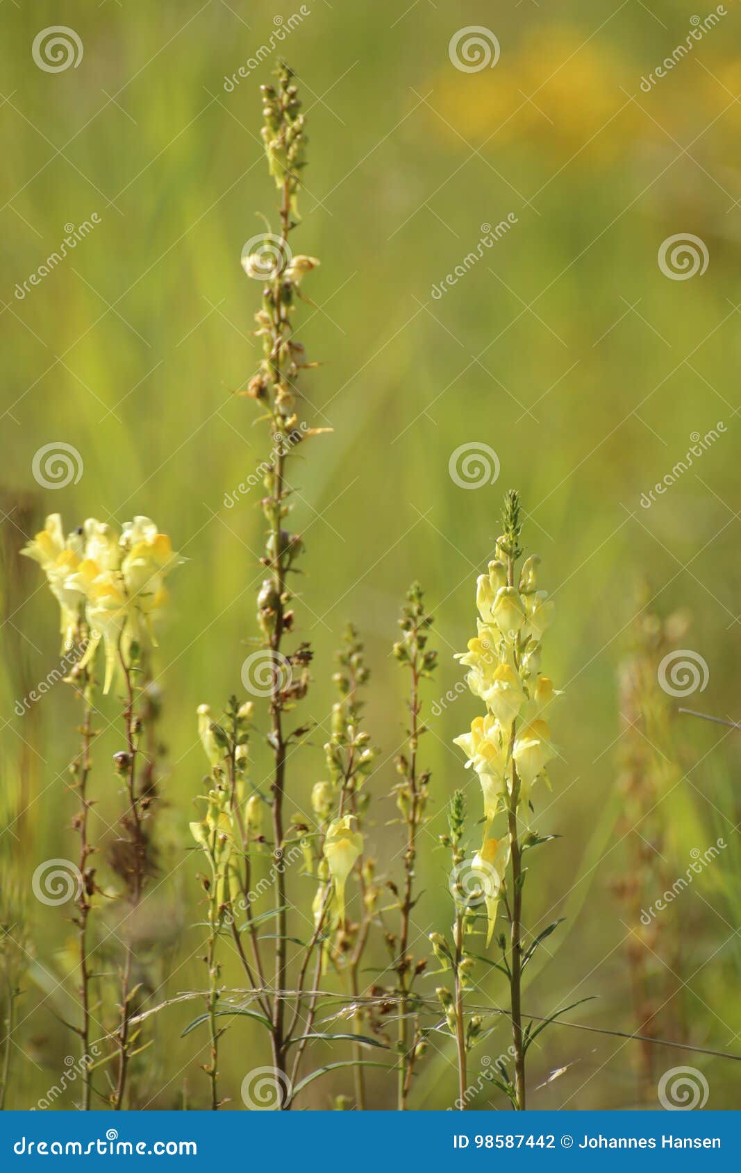 Linaria Vulgaris, the Common Toadflax Mit Blossoms and Fruits Stock ...