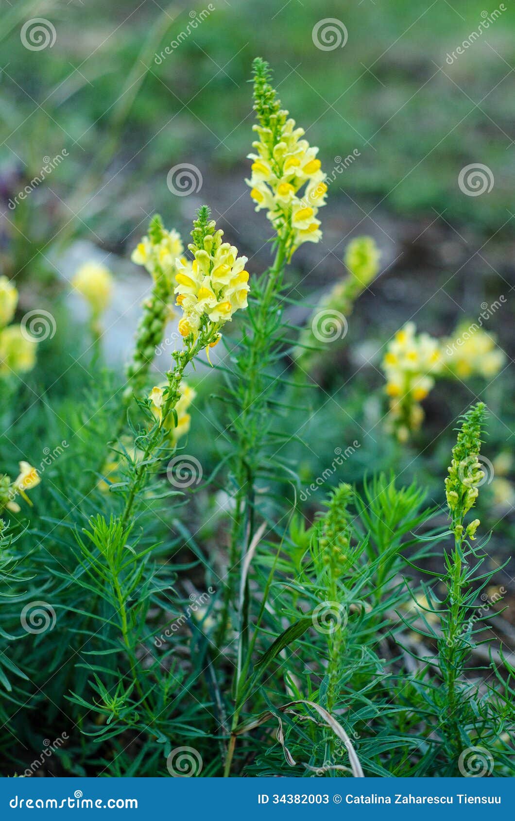 Linaria Vulgaris- Toadfloax Stock Image - Image of hemorrhoids, flowers ...