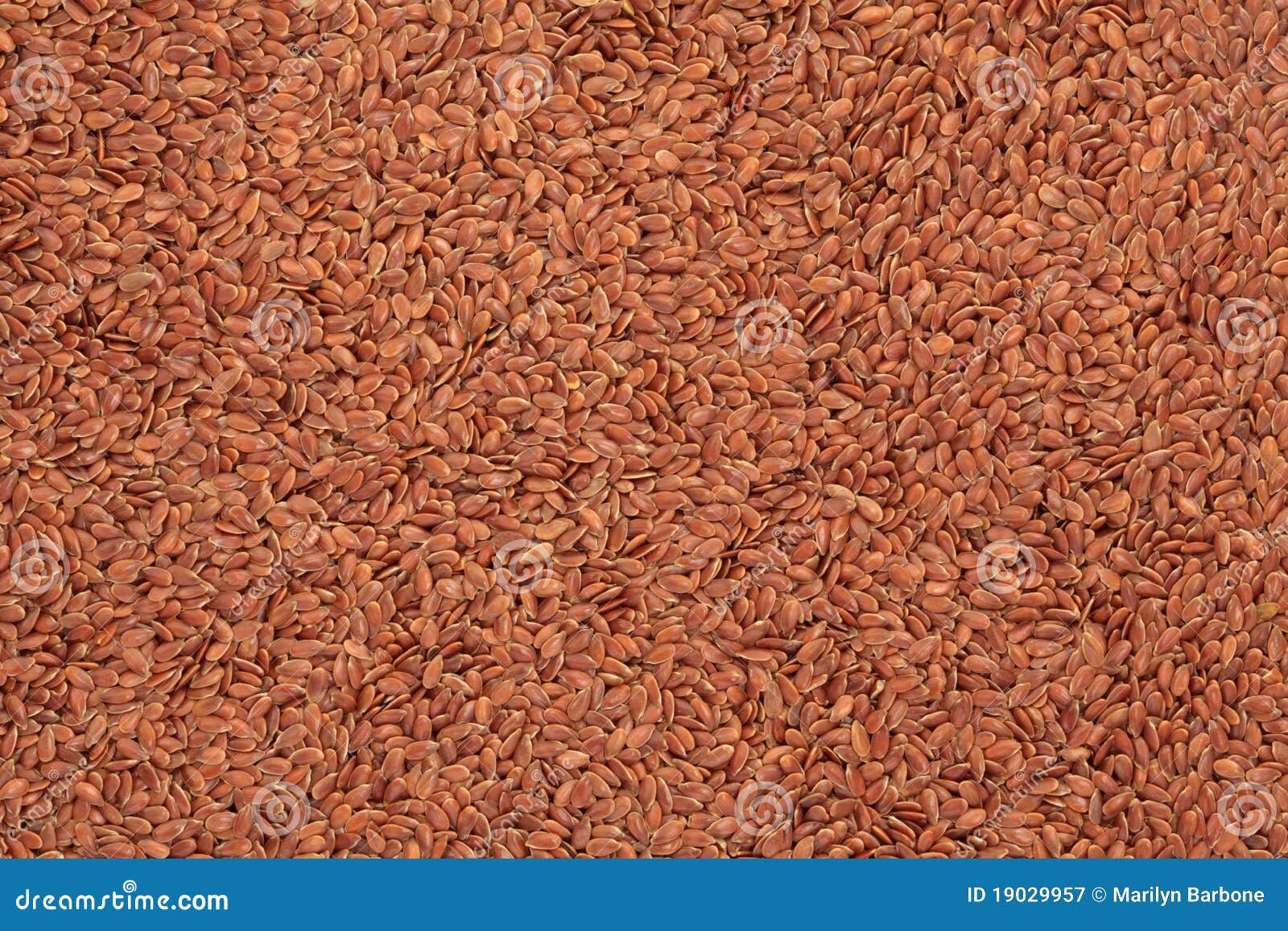 Linaza imagen de archivo. Imagen de linaza, germen, ingrediente - 19029957