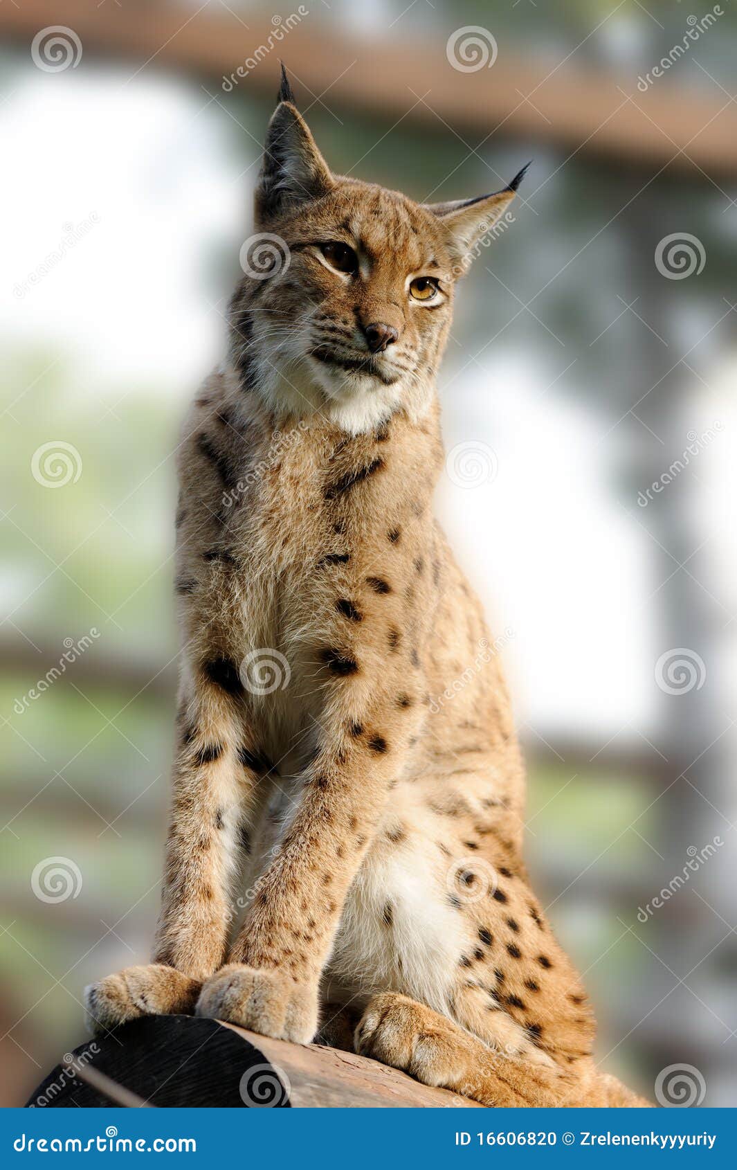 Lince foto de archivo. Imagen de lince, capa, mirada - 16606820