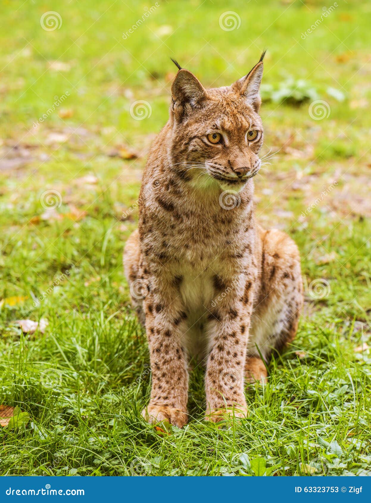 Lince immagine stock. Immagine di eurasiatico, europeo - 63323753