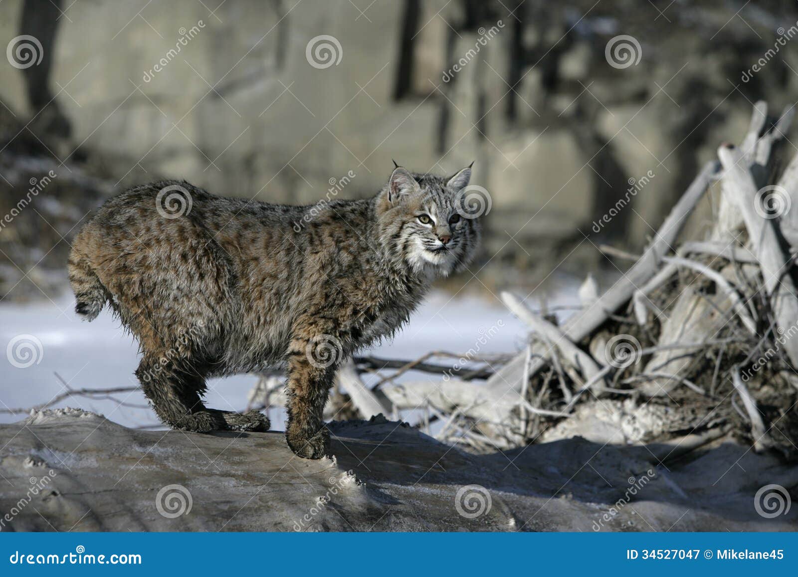 Lince (azul) imagen de archivo. Imagen de lince, rufus - 34527047