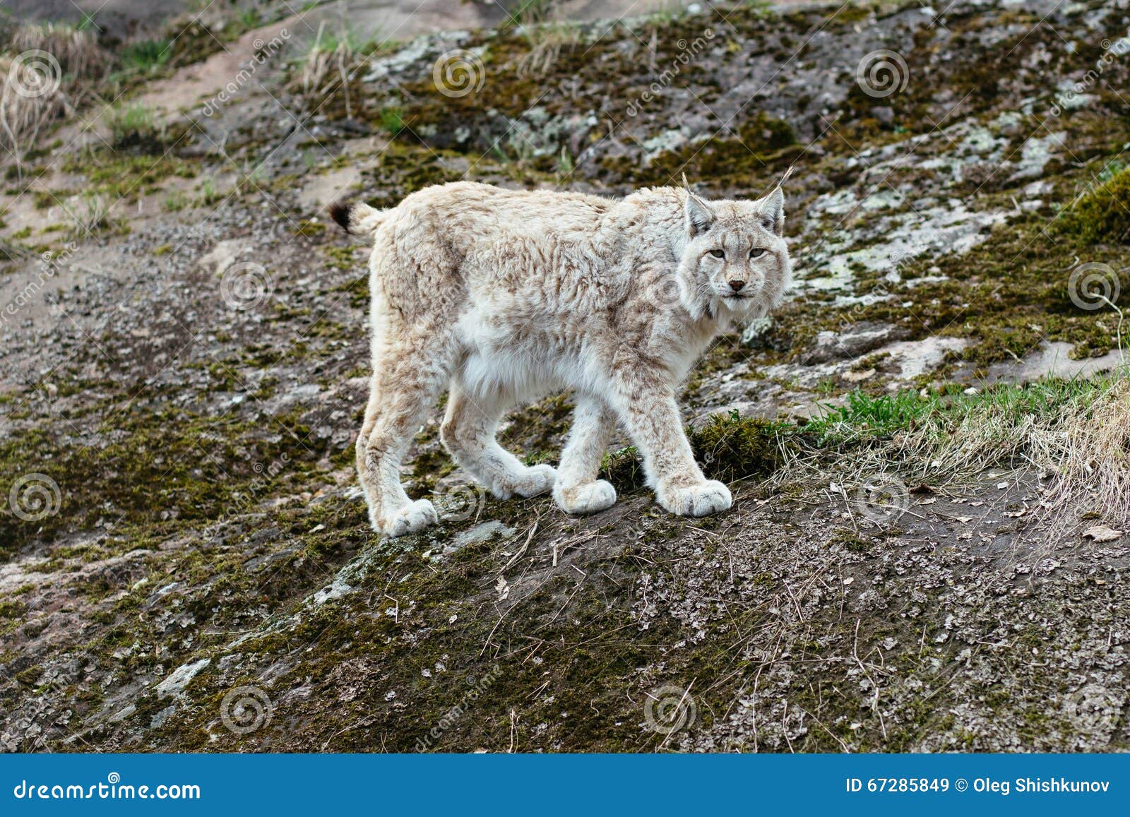 Lince Blanco Gris En Roca Fotos - Libres de Derechos y Gratuitas de ...
