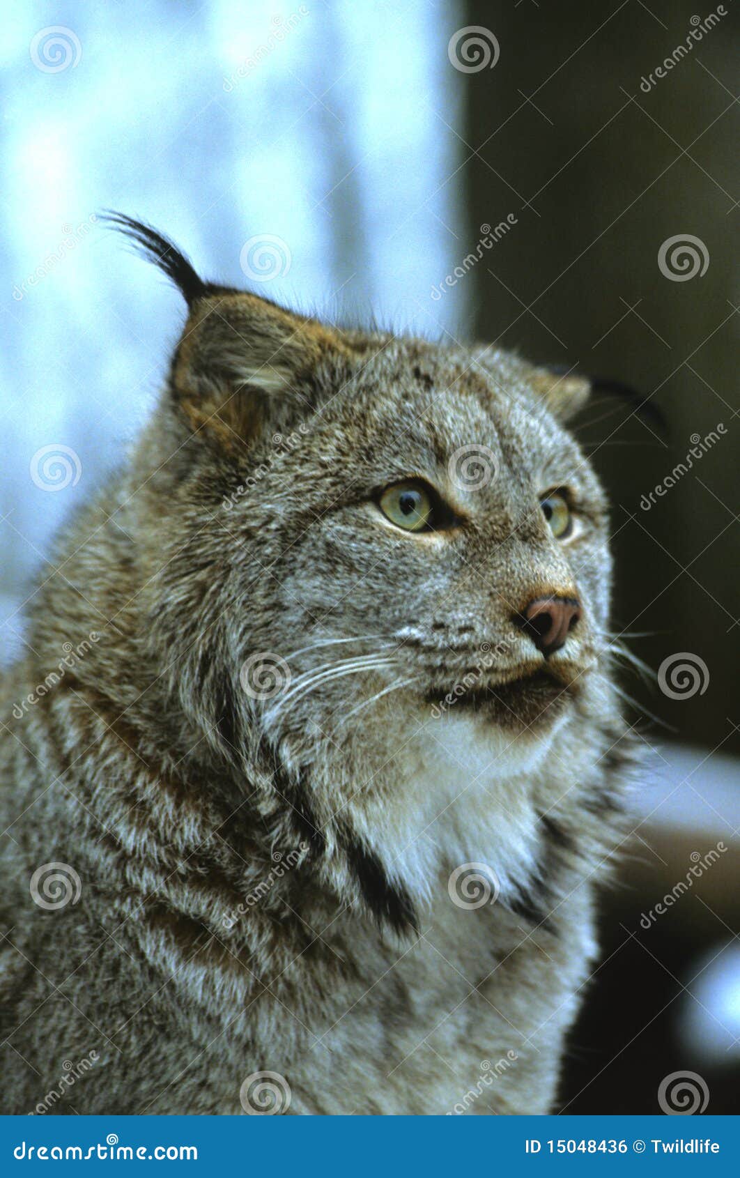 Lince canadiense foto de archivo. Imagen de cubo, felino - 15048436