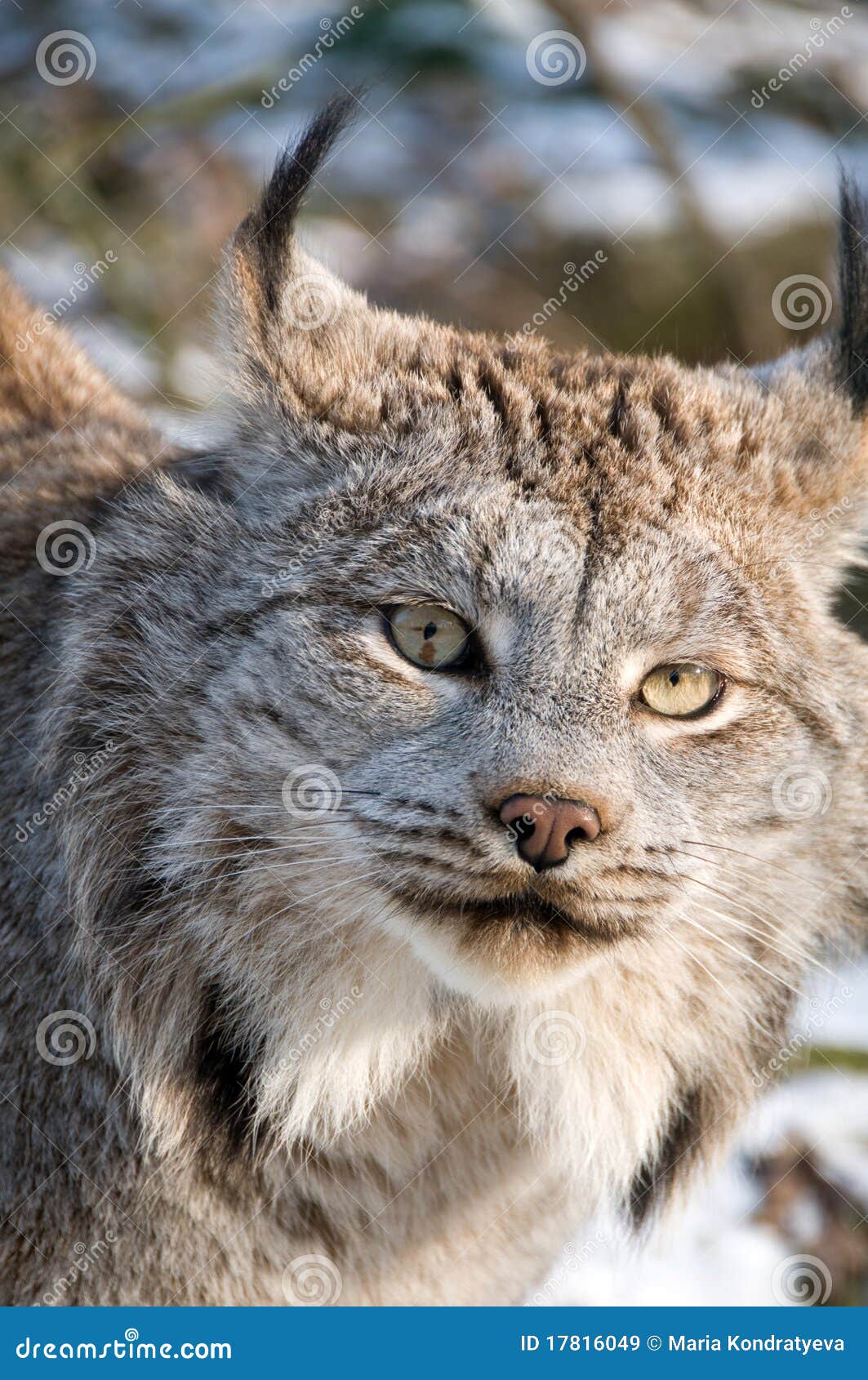 Lince canadiense. imagen de archivo. Imagen de barbas - 17816049