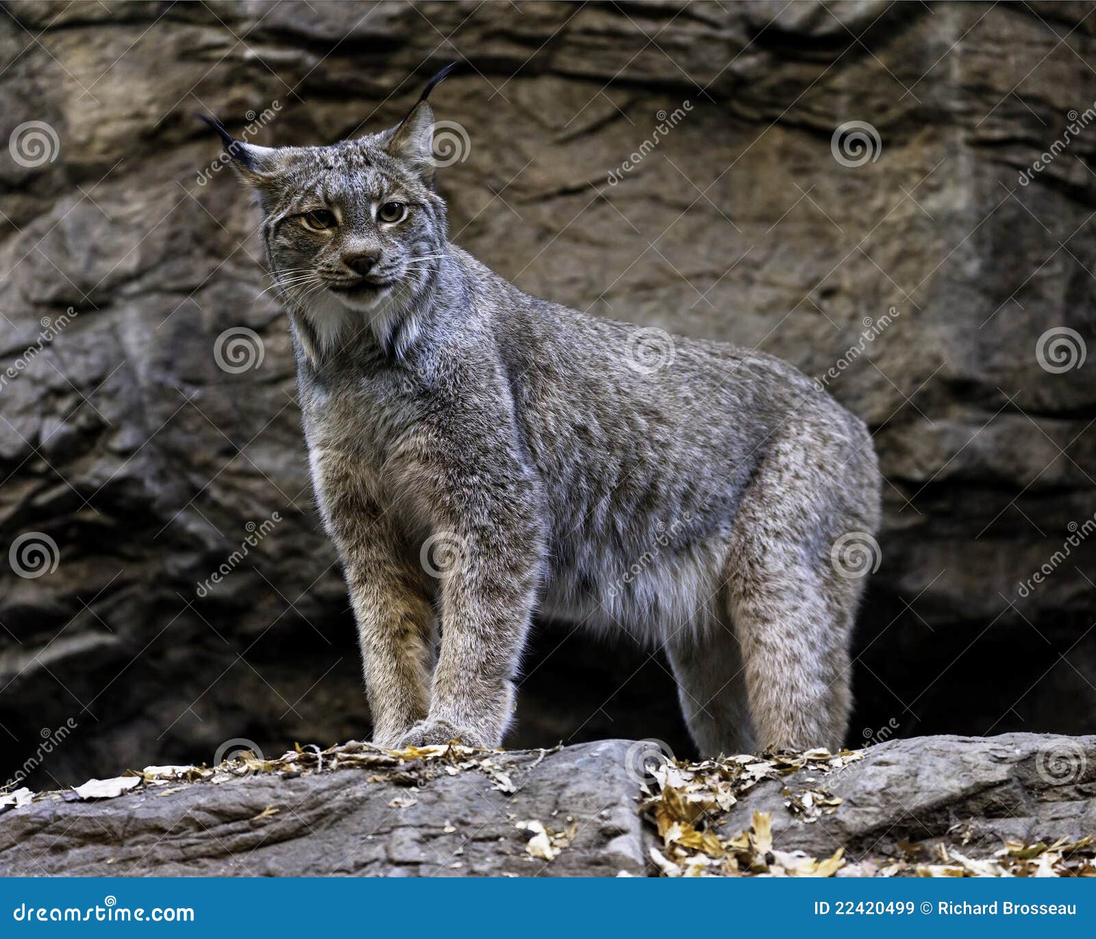 Lince canadiense imagen de archivo. Imagen de cautivo - 22420499