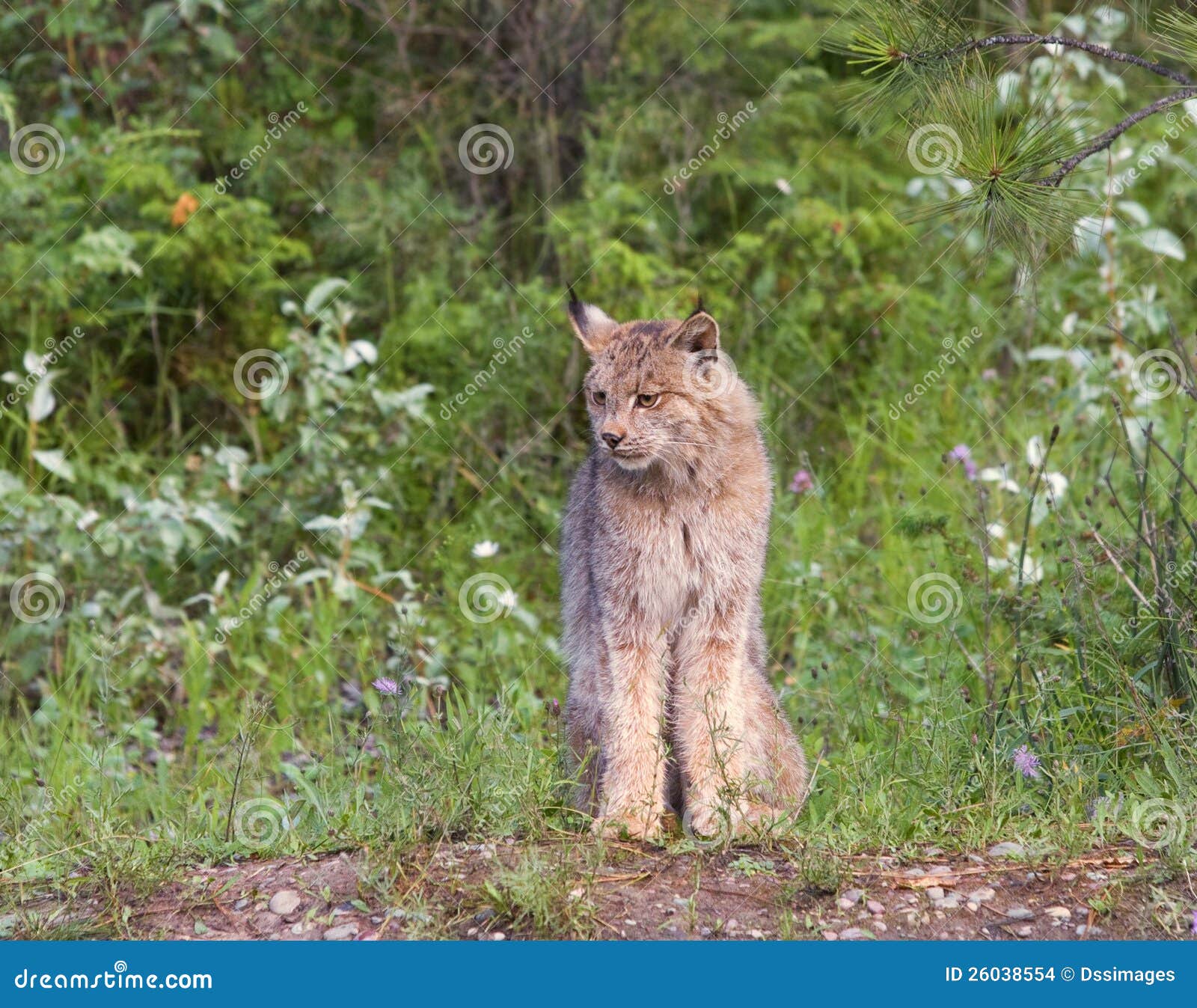Lince canadiense foto de archivo. Imagen de despredador - 26038554