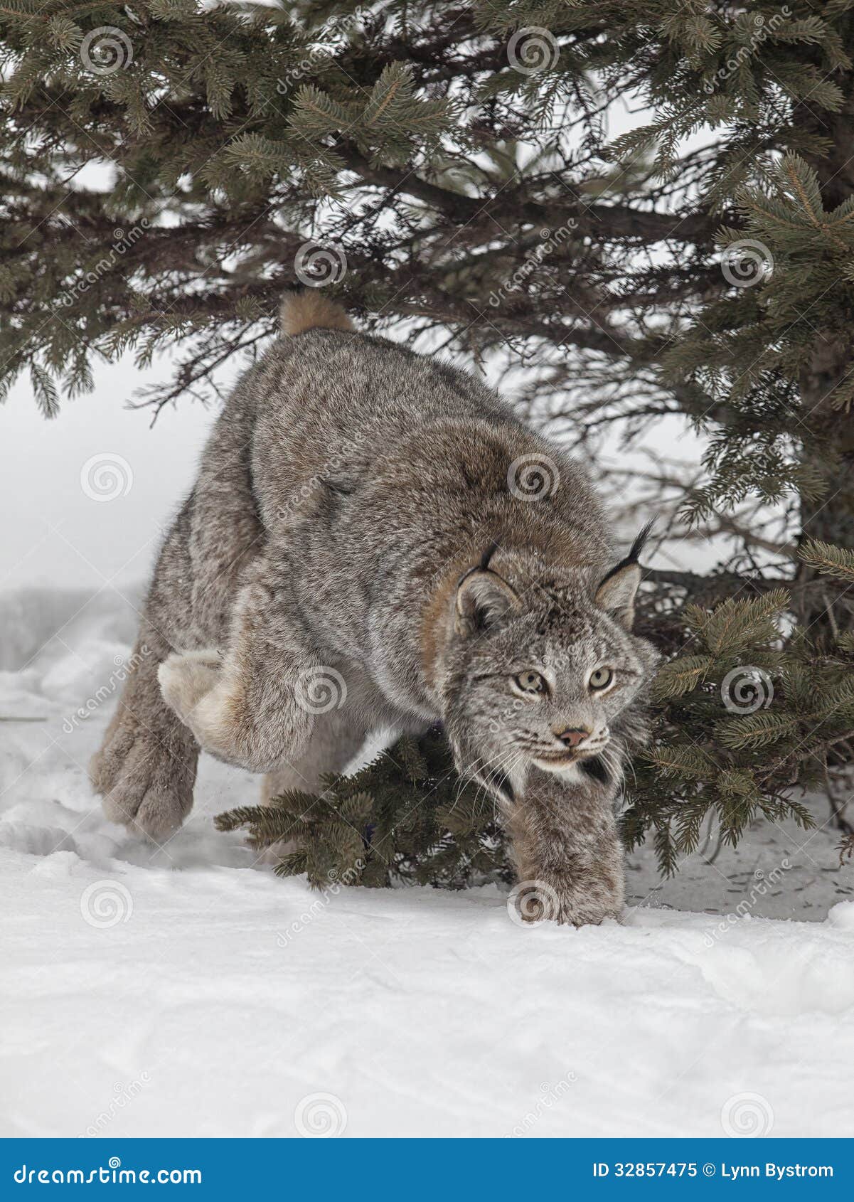 Lince canadiense imagen de archivo. Imagen de ambiente - 32857475
