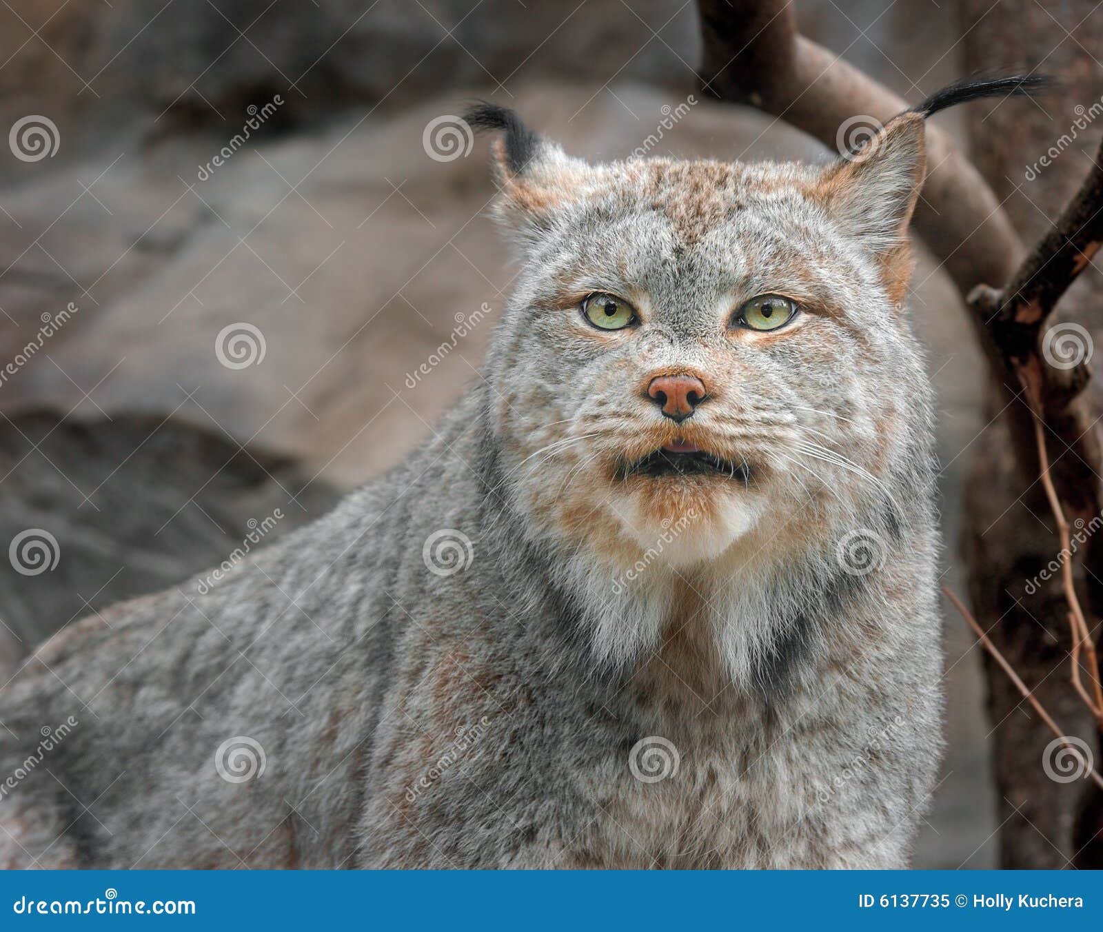 Lince canadiense imagen de archivo. Imagen de canadiense - 6137735