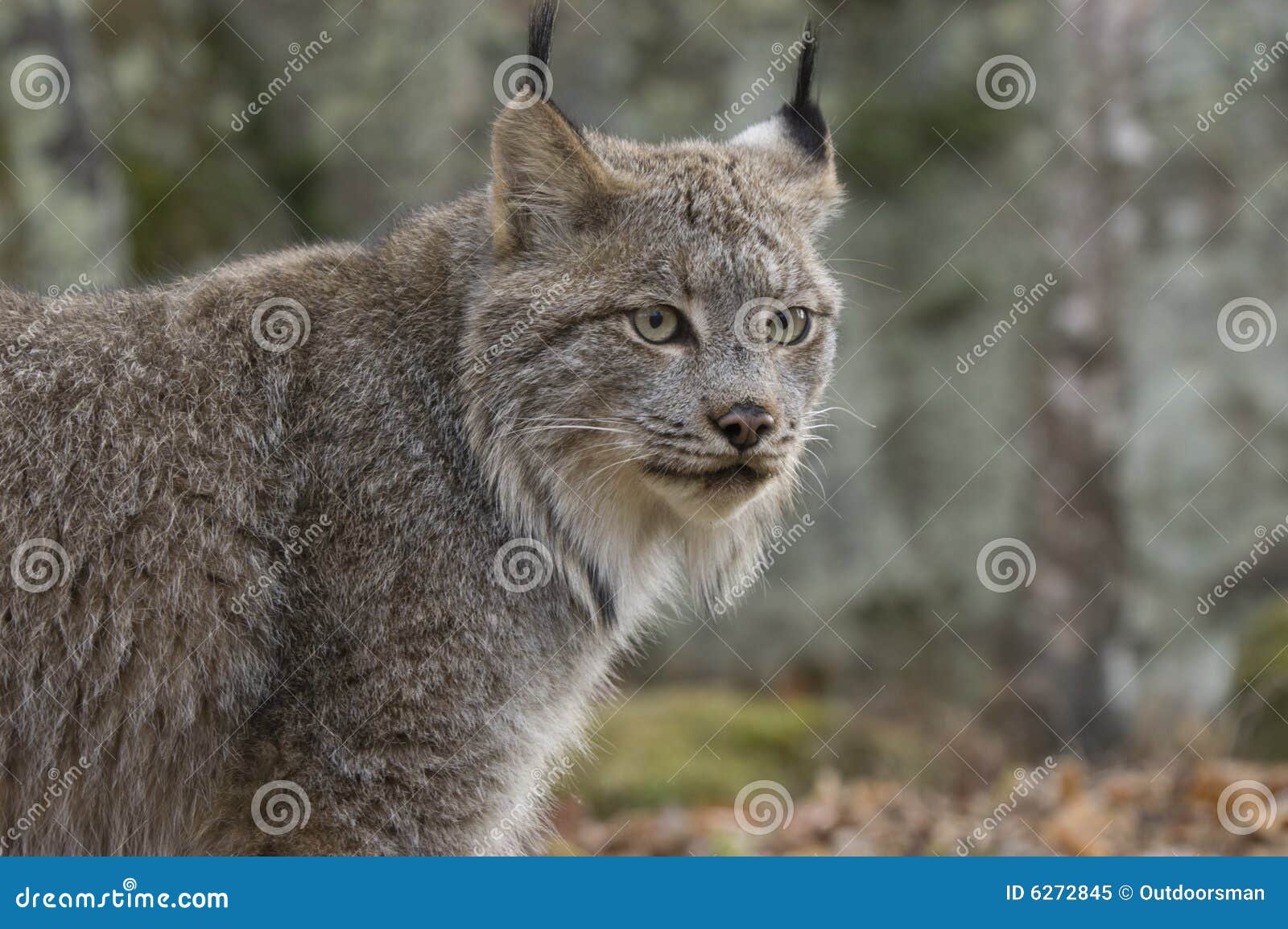 Lince canadiense imagen de archivo. Imagen de lince, penachos - 6272845