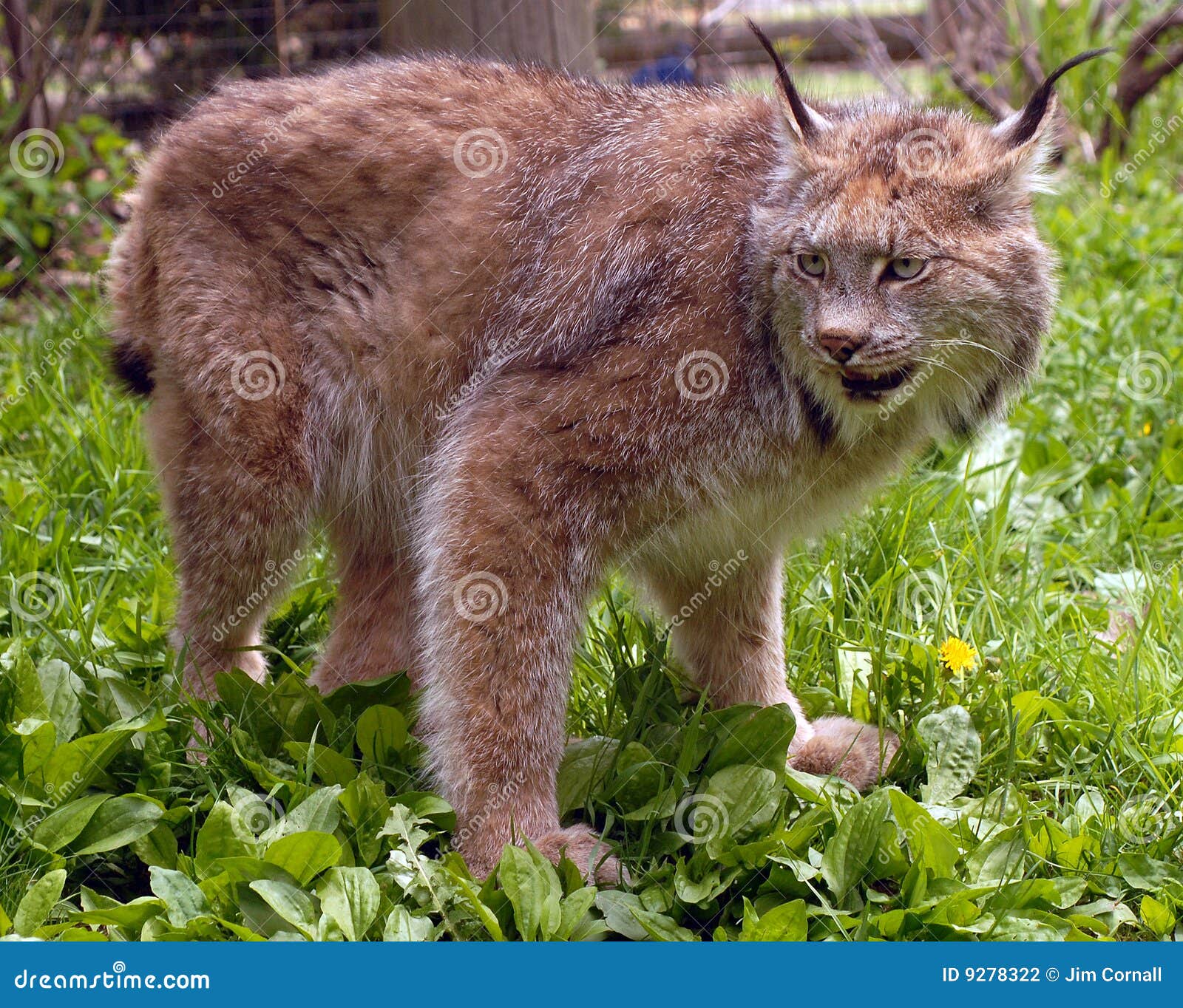 Lince canadiense foto de archivo. Imagen de salvaje, felino - 9278322