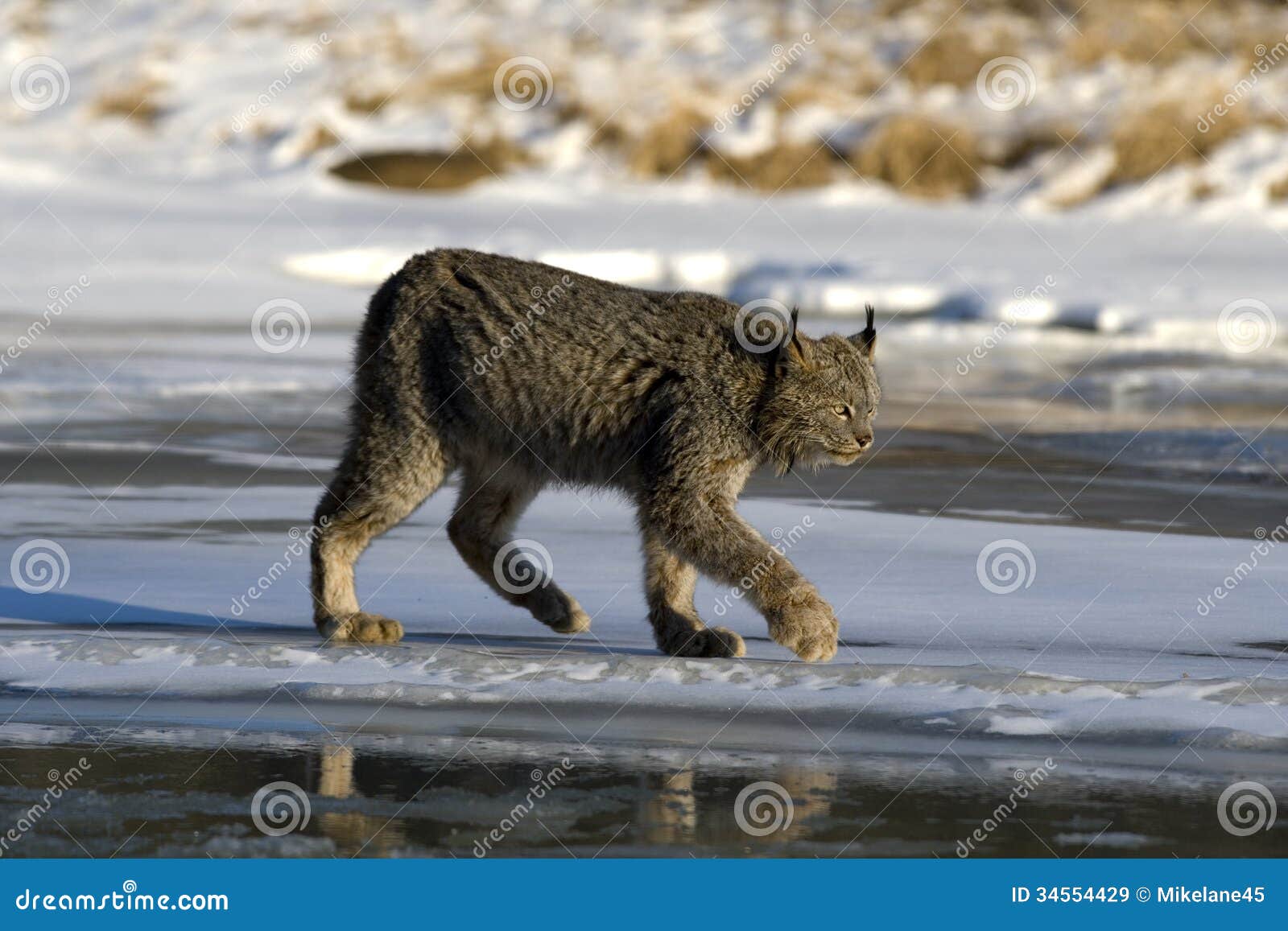 Lince Canadiense, Canadensis Del Lince Imagen de archivo - Imagen de ...