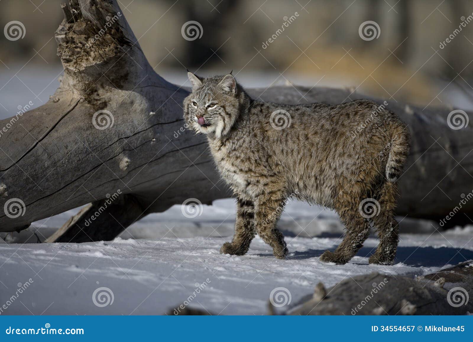 Lince Canadiense, Canadensis Del Lince Imagen de archivo - Imagen de ...