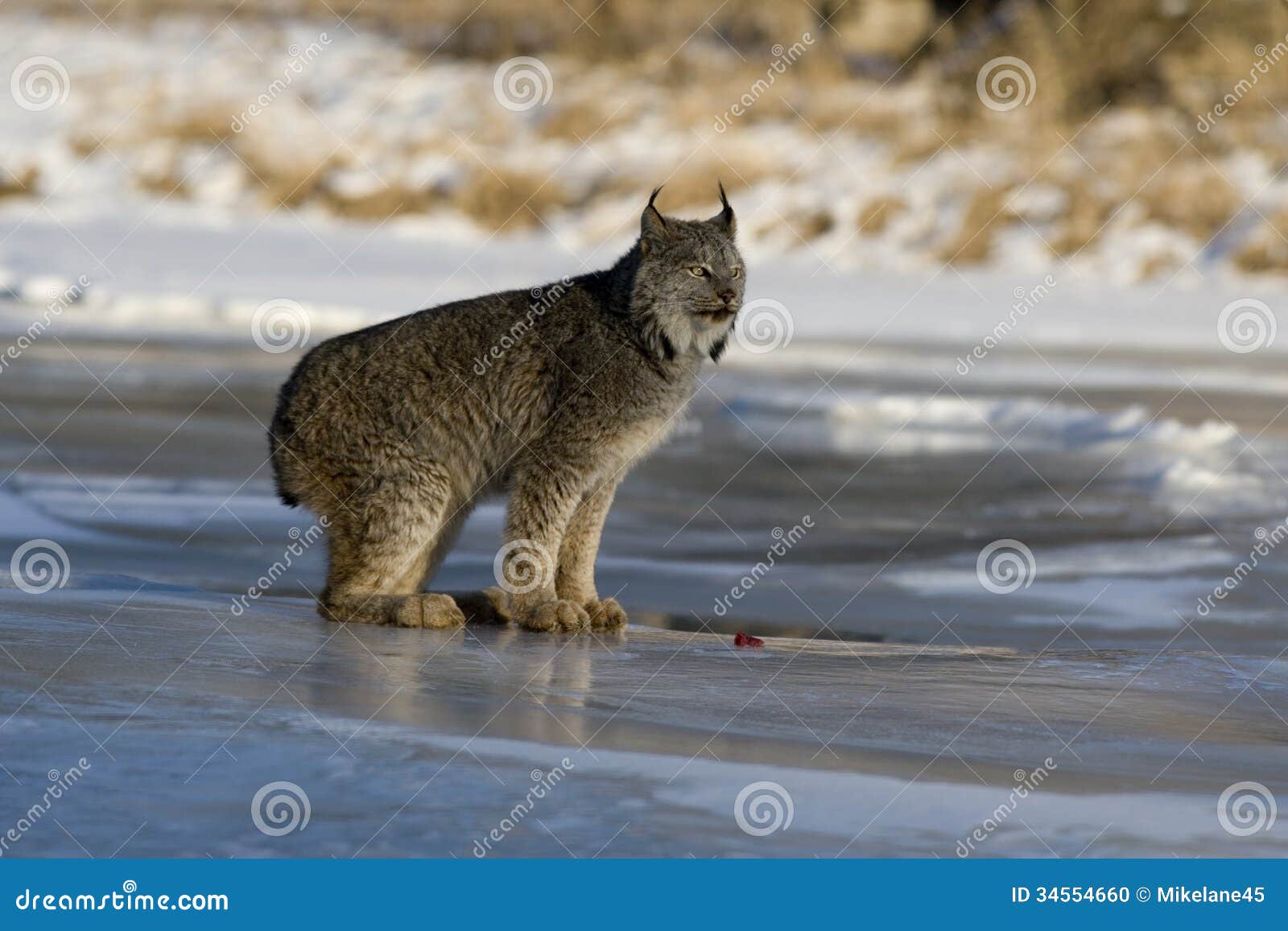 Lince Canadiense, Canadensis Del Lince Foto de archivo - Imagen de ...