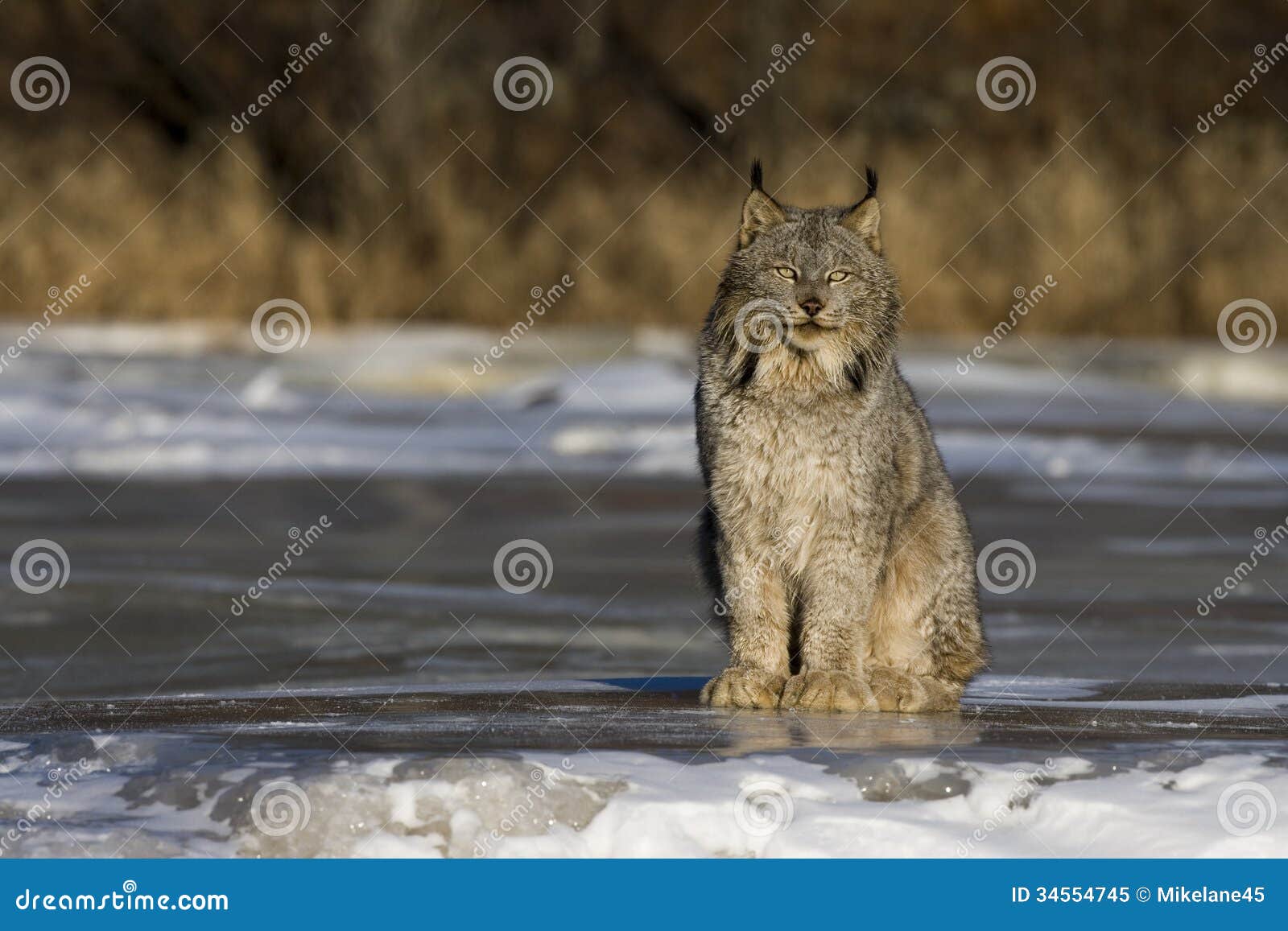 Lince Canadiense, Canadensis Del Lince Imagen de archivo - Imagen de ...
